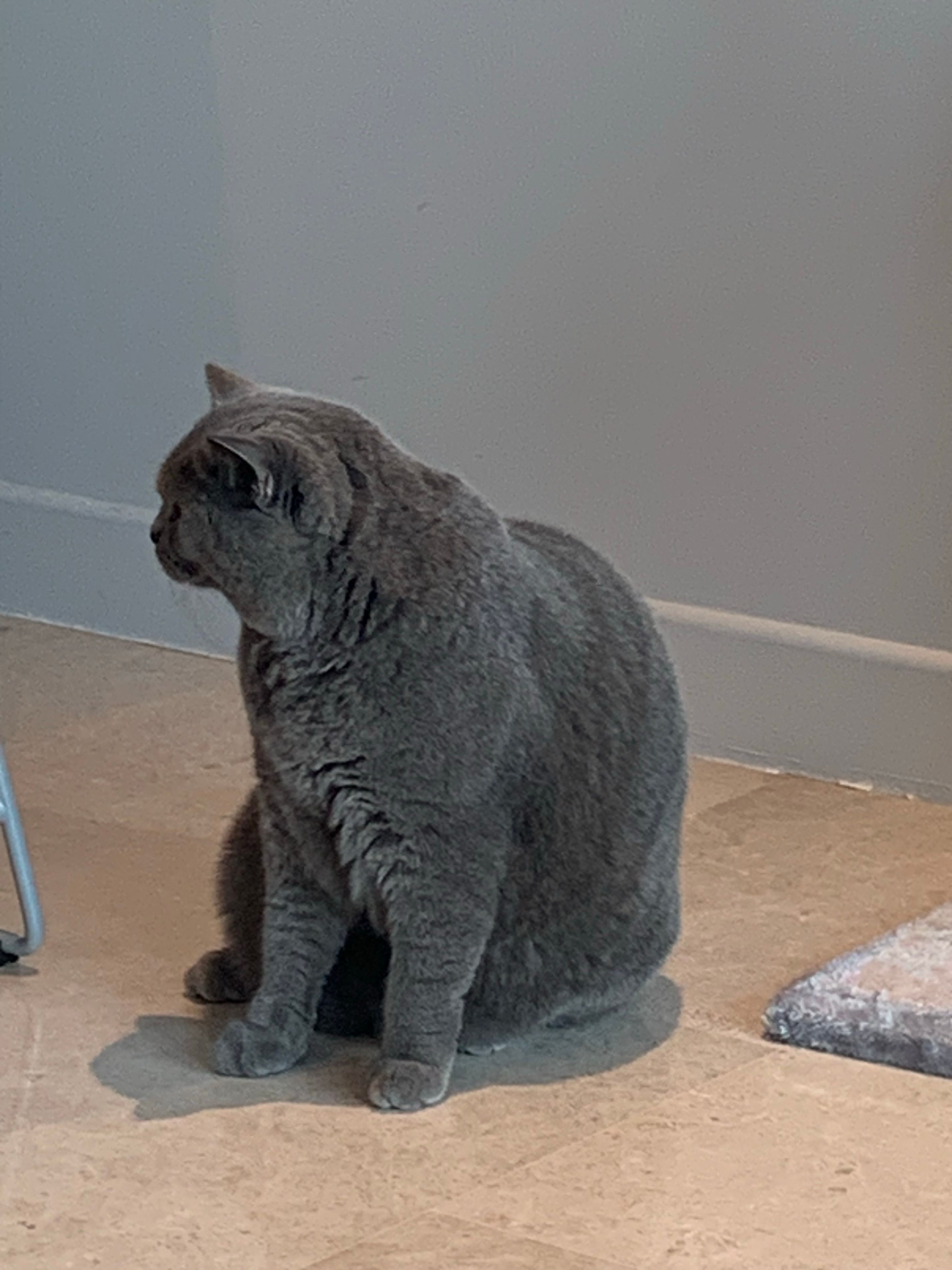 My kitty cat pt2 | HoYoLAB