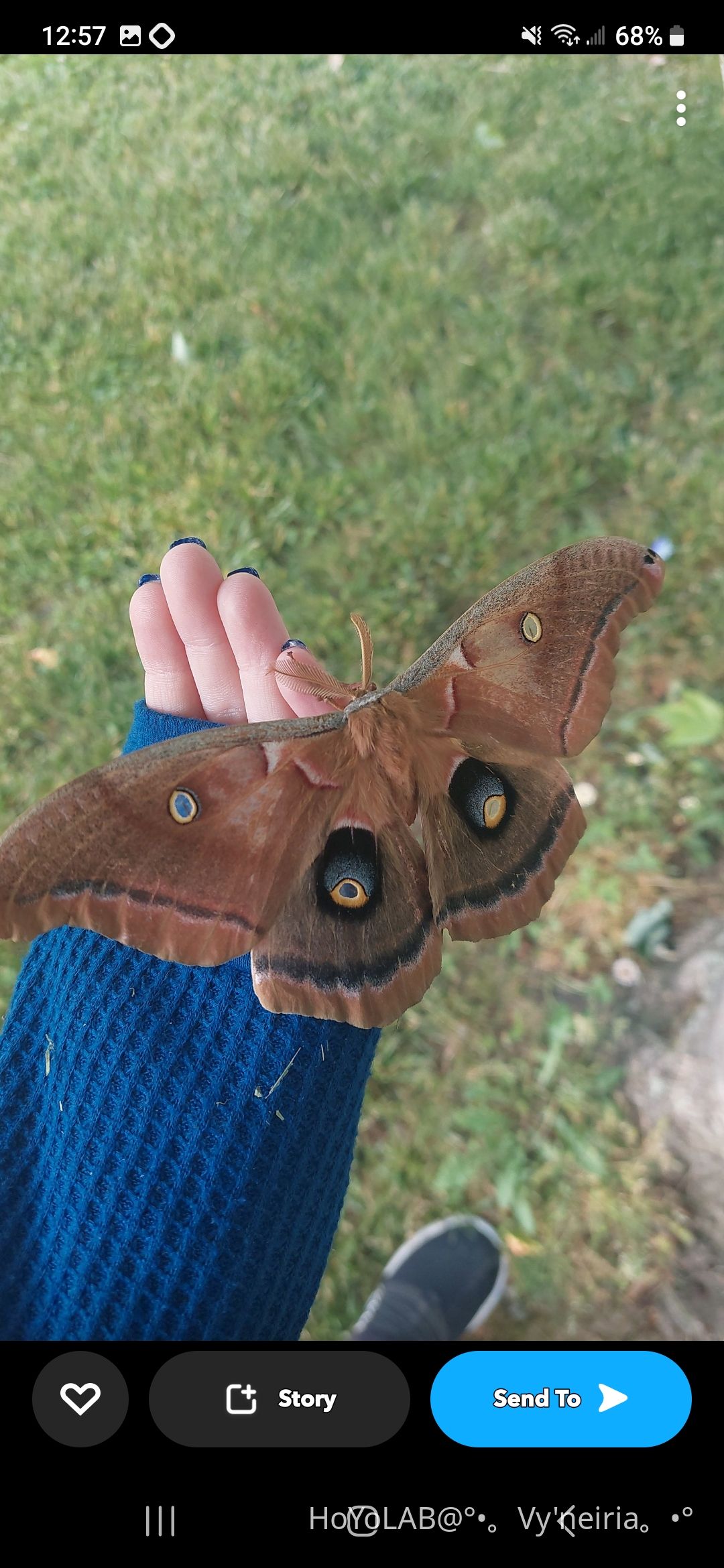 My moth ♡》 | HoYoLAB