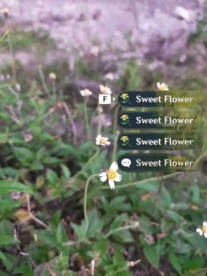 sweet flower real life🗿 Genshin Impact | HoYoLAB