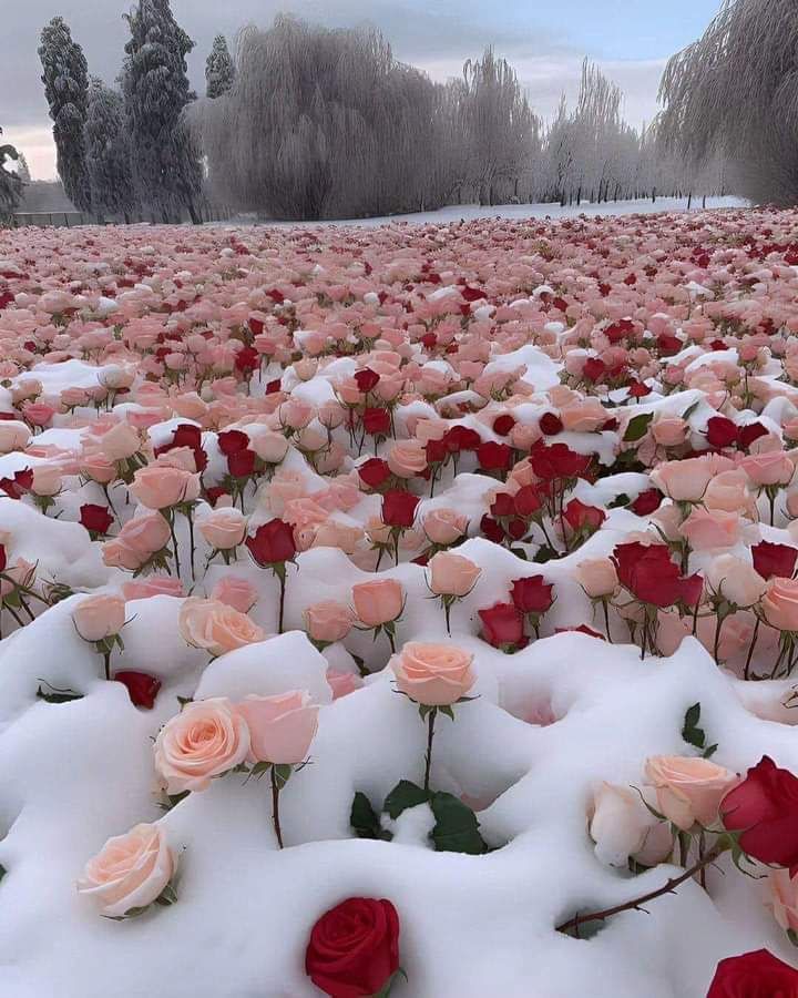 Flowers and snow | HoYoLAB