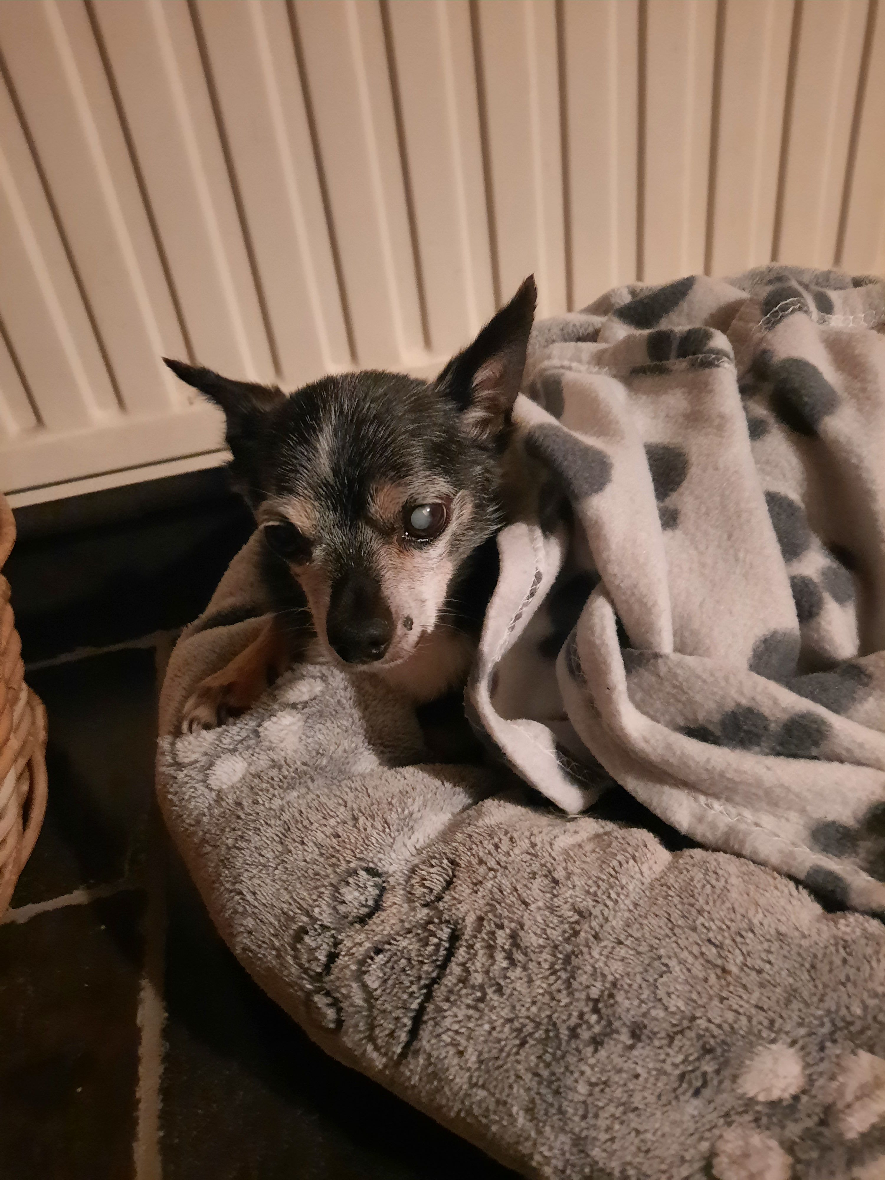 Ily my dead doggo ♡ | HoYoLAB