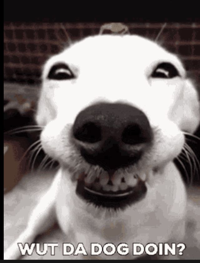 What da dawg doin Genshin Impact | HoYoLAB