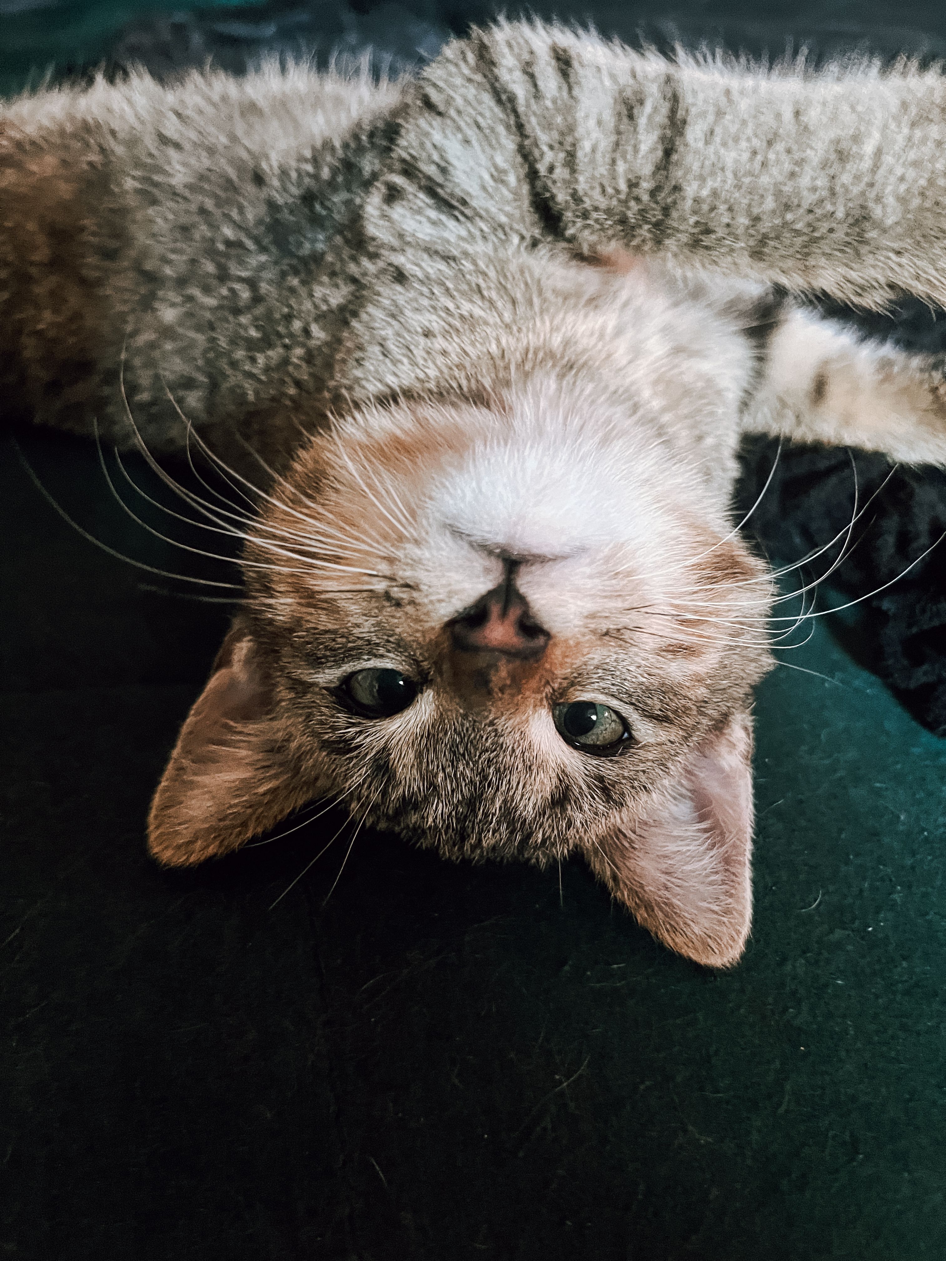 Meet my baby Scara ♥️ Genshin Impact | HoYoLAB