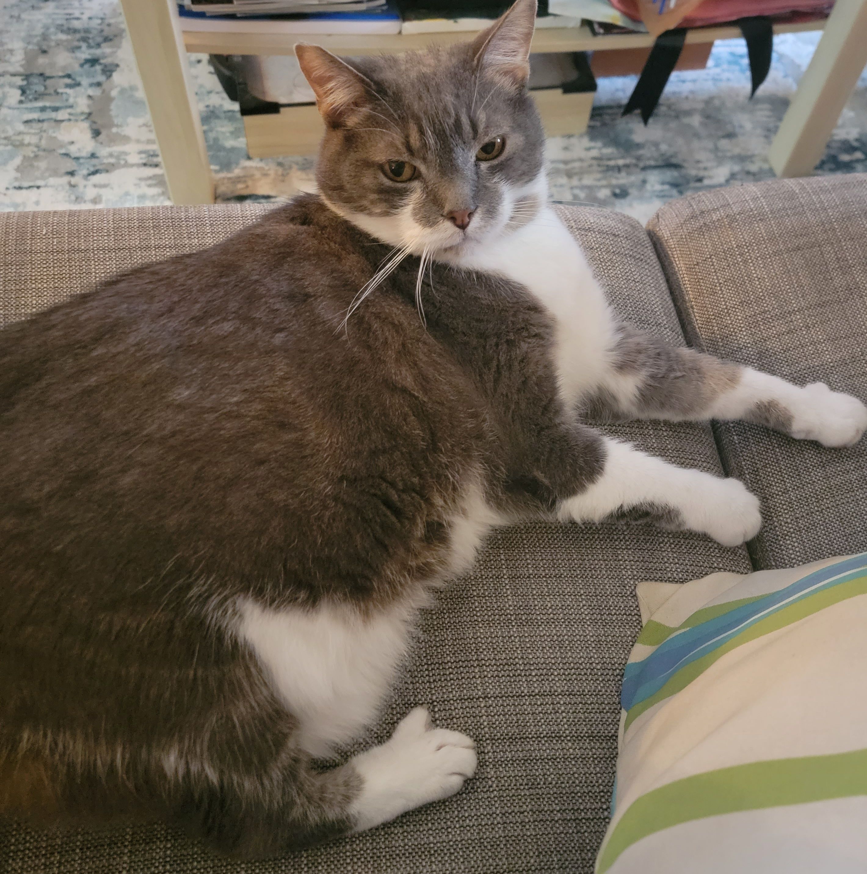 help my cat is bennett what do i do Genshin Impact | HoYoLAB