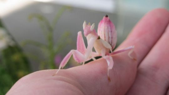Orchid Mantis (a sort-of poem.) | HoYoLAB