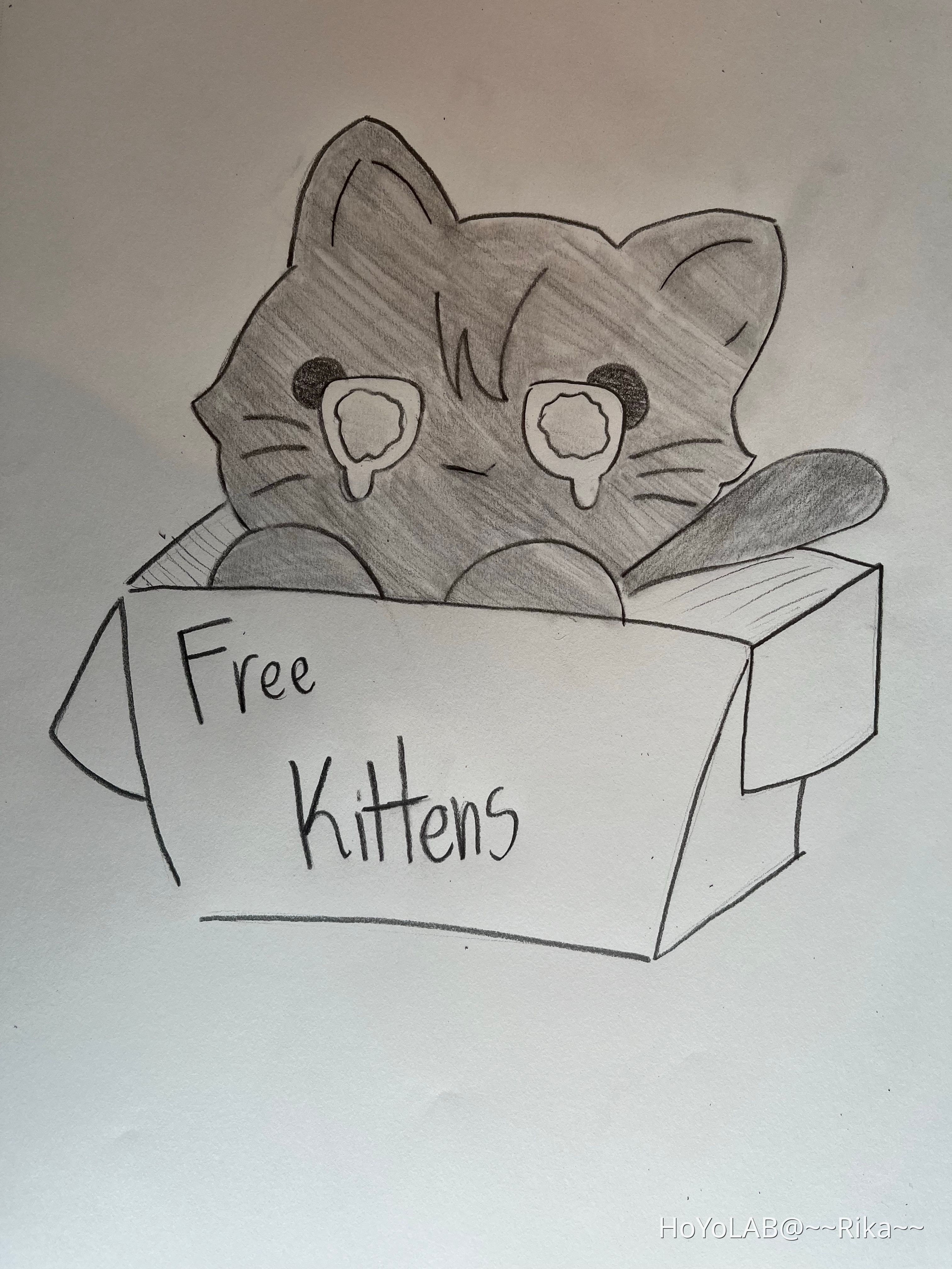 Scara meow!!!! Genshin Impact | HoYoLAB