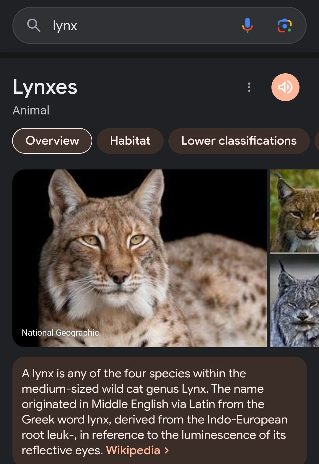 All 3 Landau siblings are named after cats Honkai: Star Rail | HoYoLAB