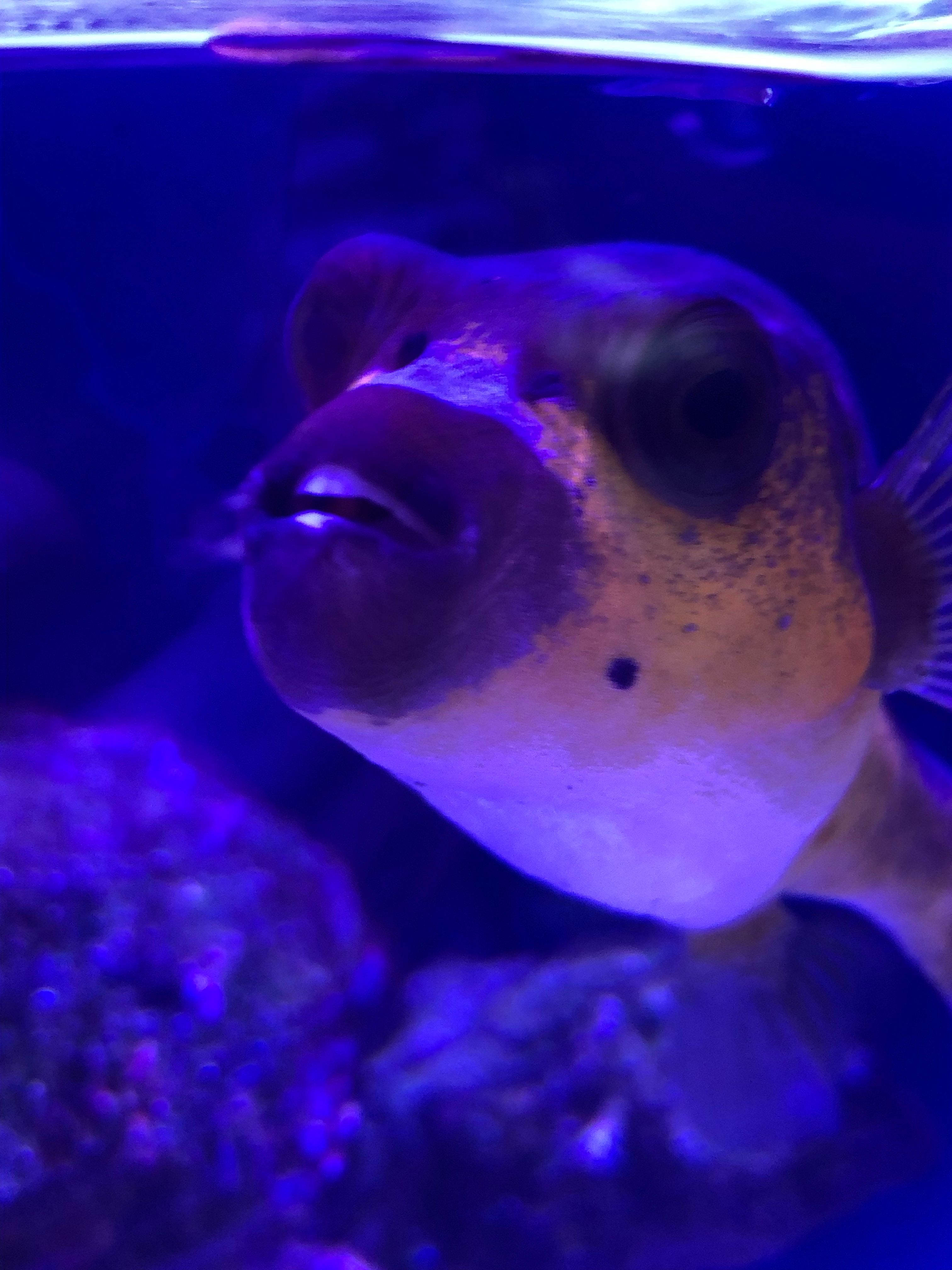 Check out this fish | HoYoLAB