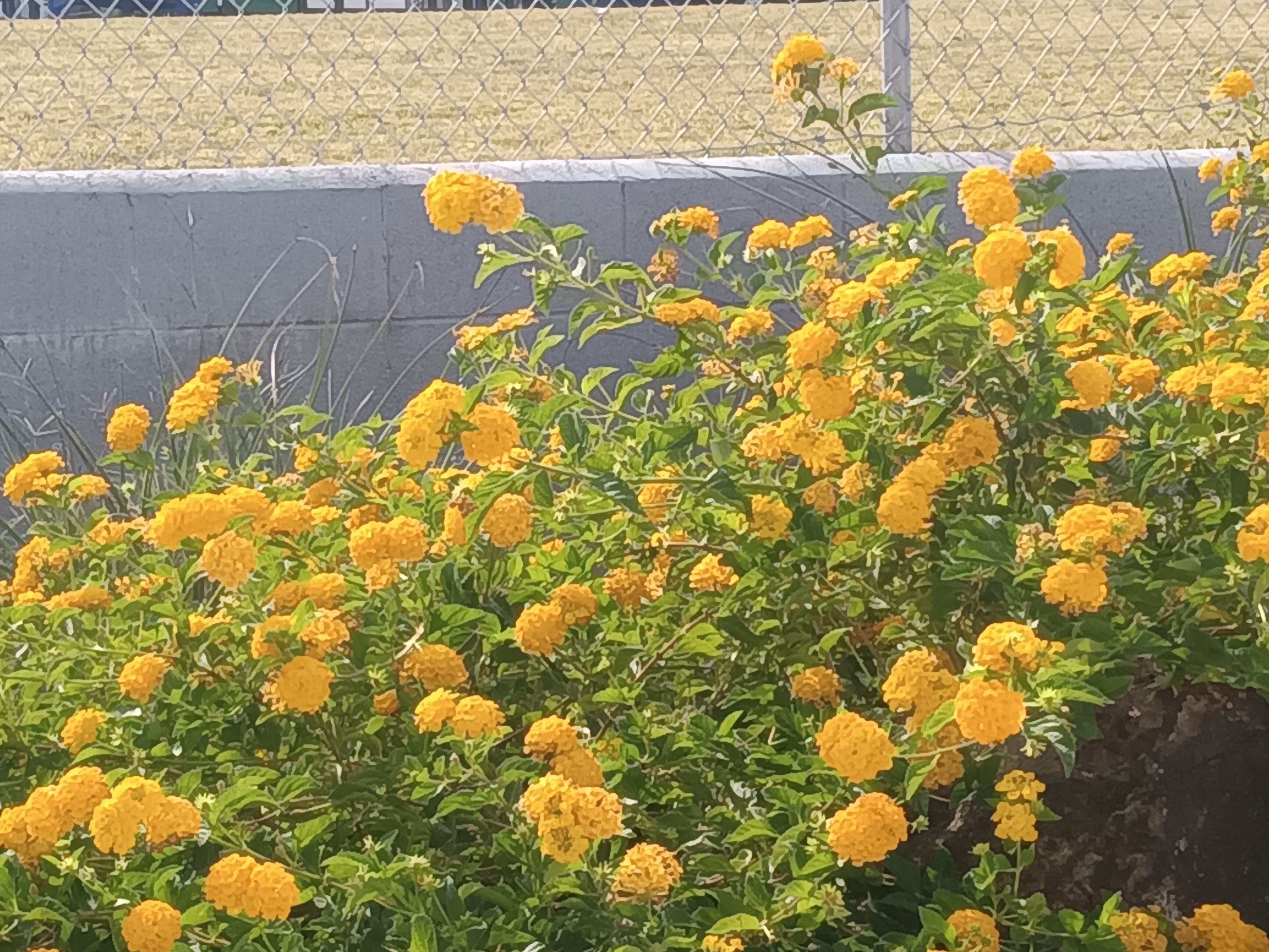 Gorgeous Flowers 🌺 | HoYoLAB