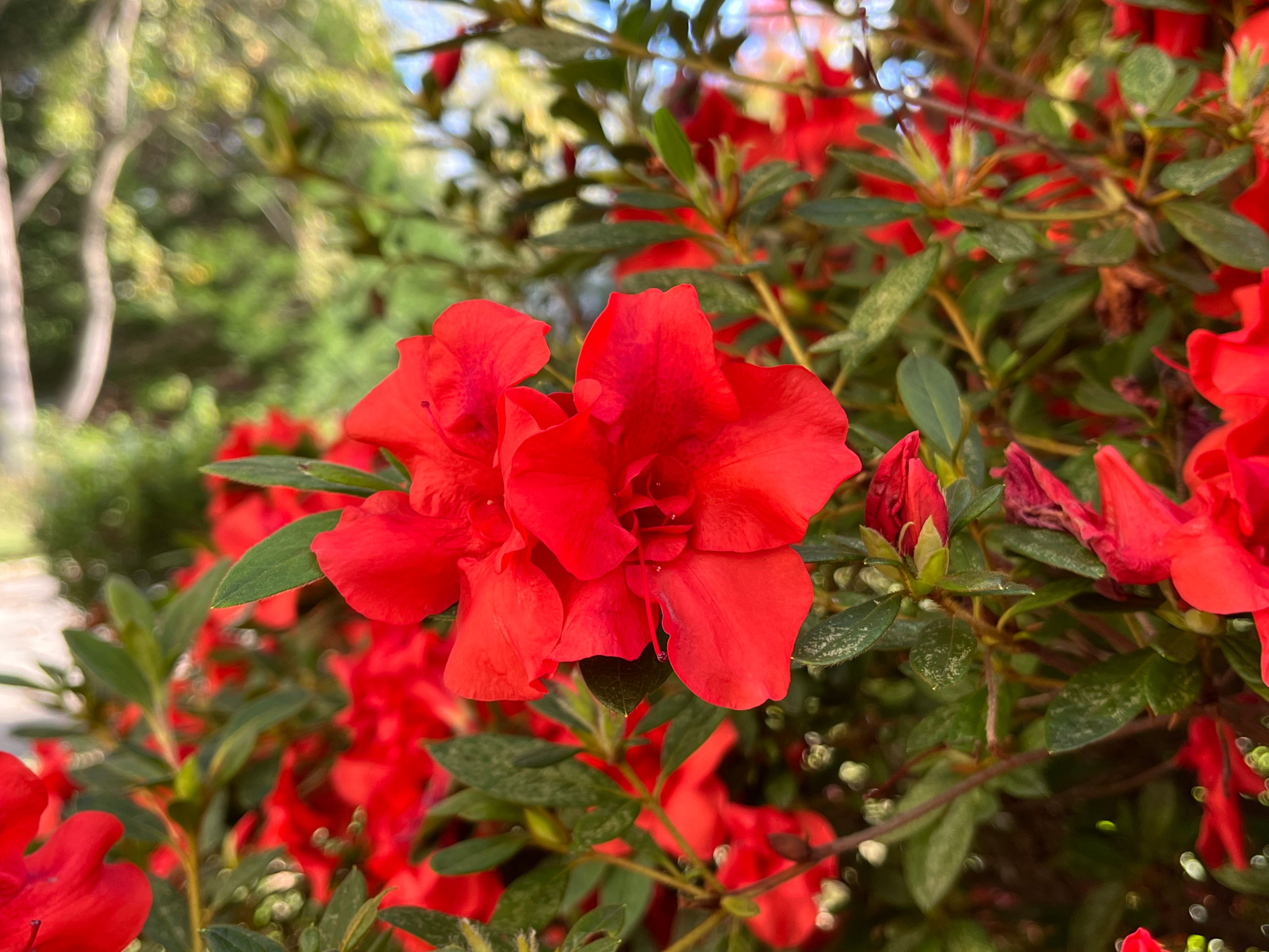 these goofy flowers are alive again | HoYoLAB