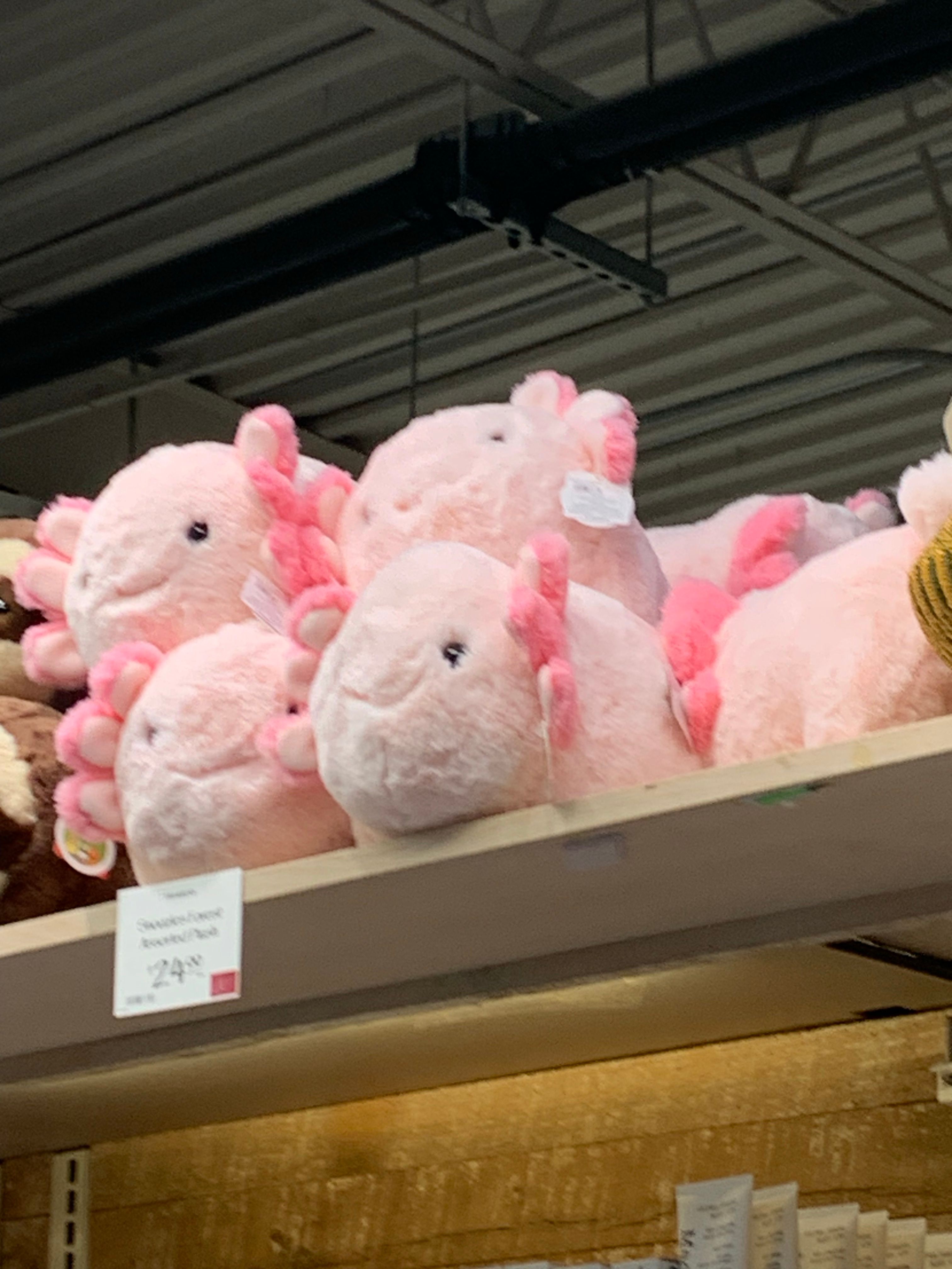 OMG THESE ARE SO CUTE AGHHHHHH | HoYoLAB