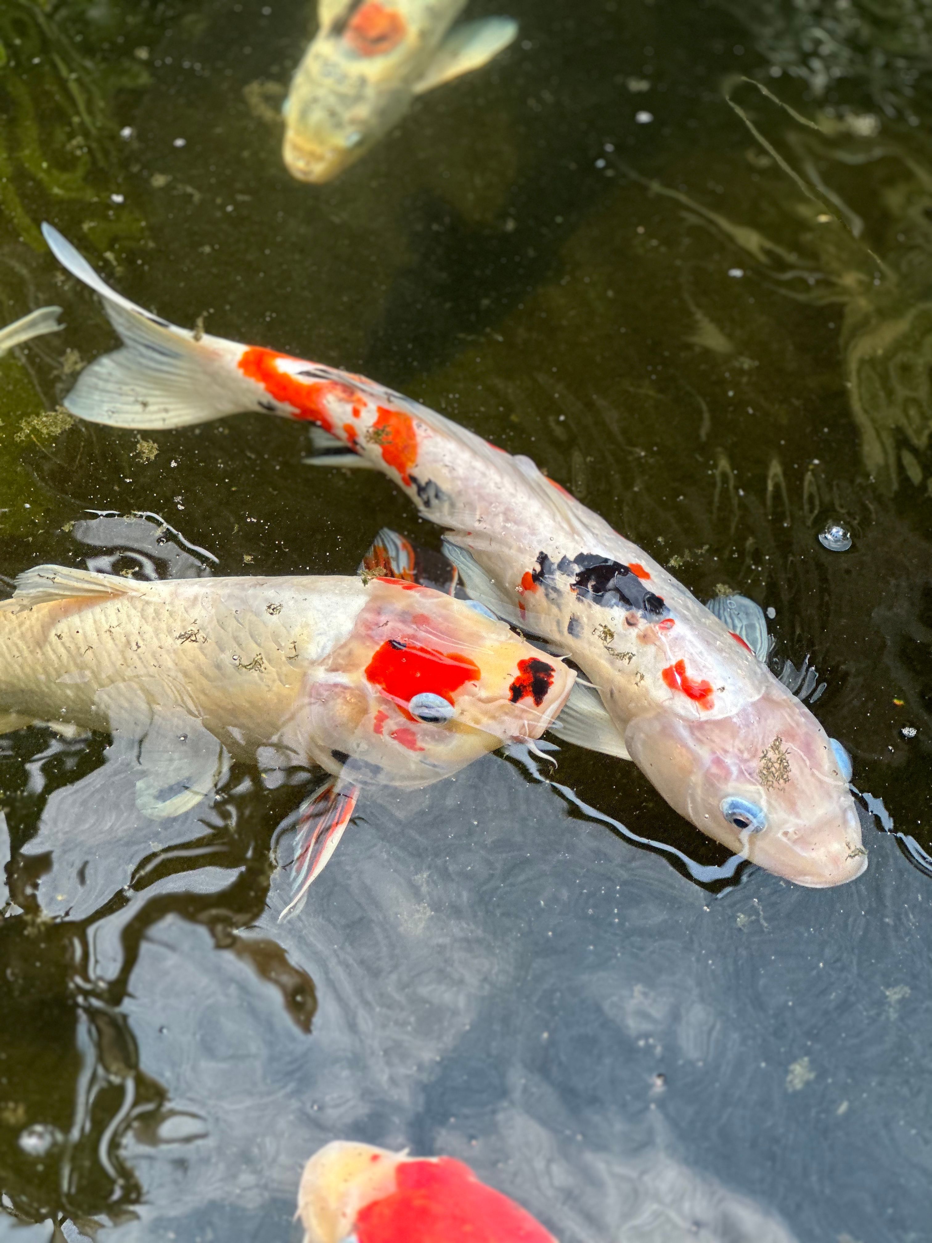 Koi Fish | HoYoLAB