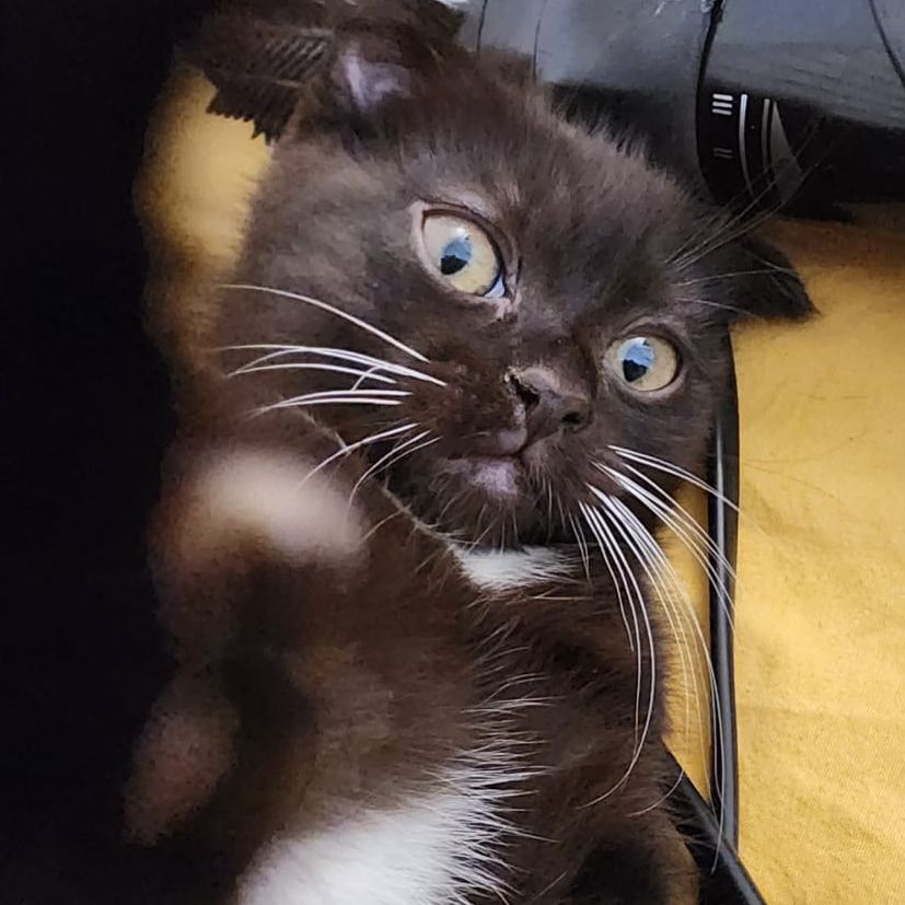 my old cat was cool | HoYoLAB