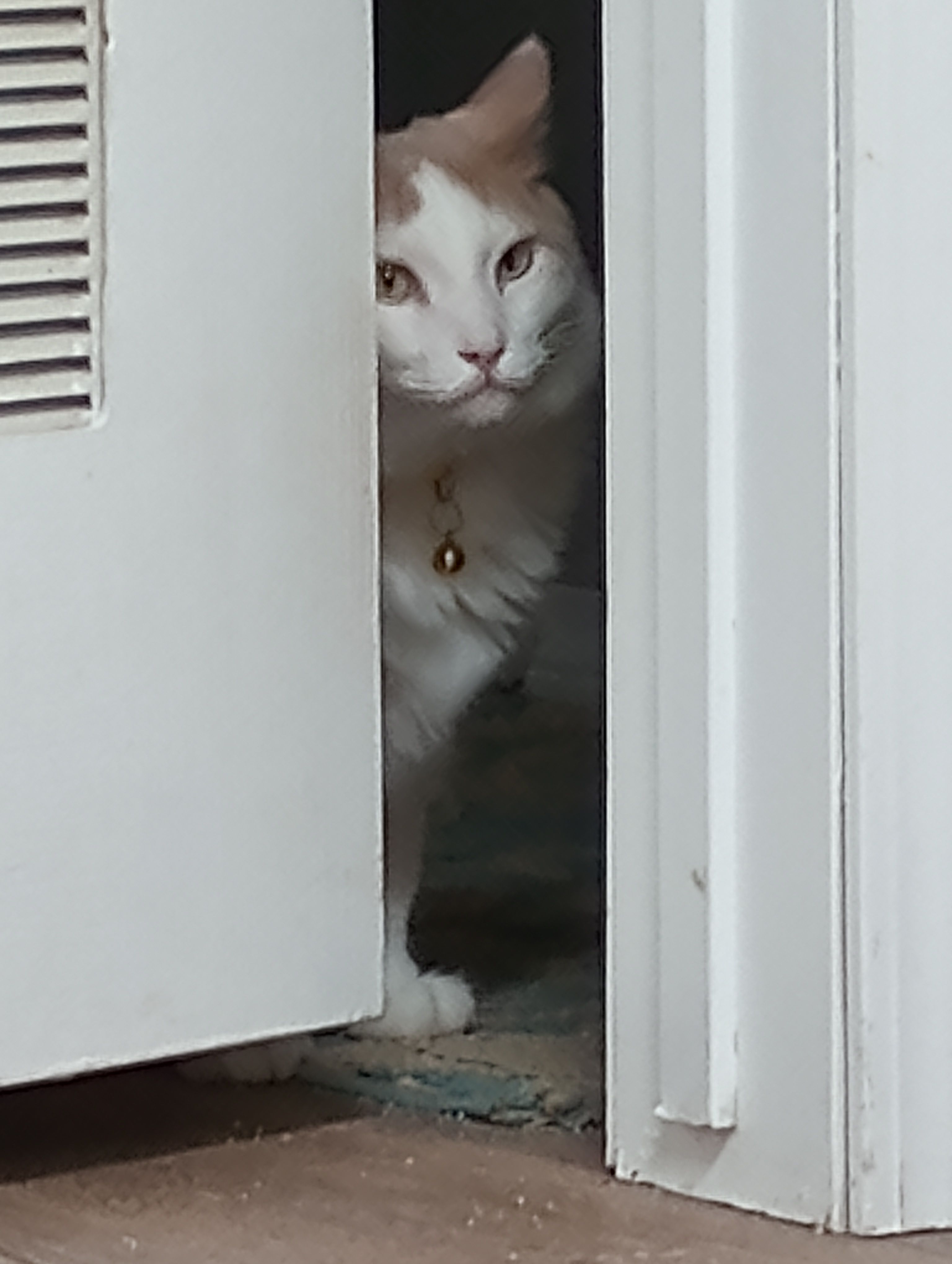 my cat bc yes | HoYoLAB