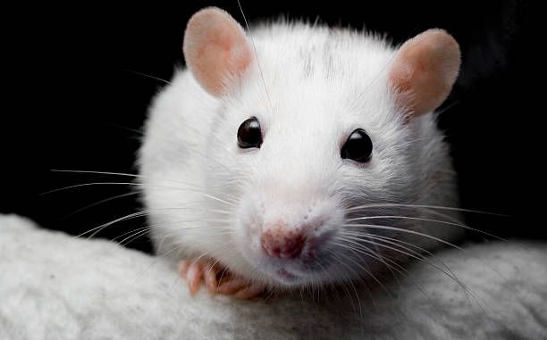 Join the rats 🐀 | HoYoLAB