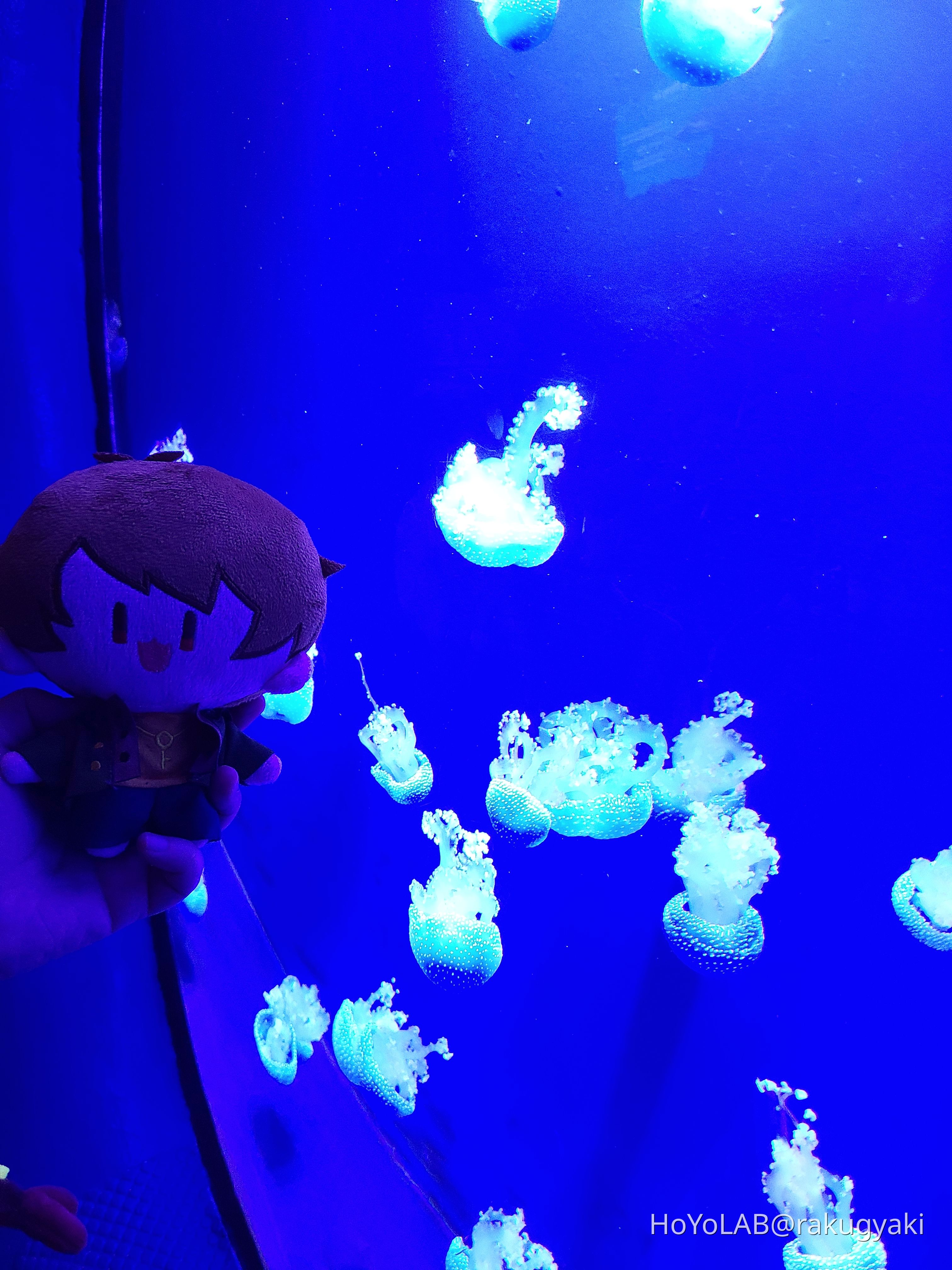 Aquarium date with Luke 💛🪼 Tears of Themis | HoYoLAB