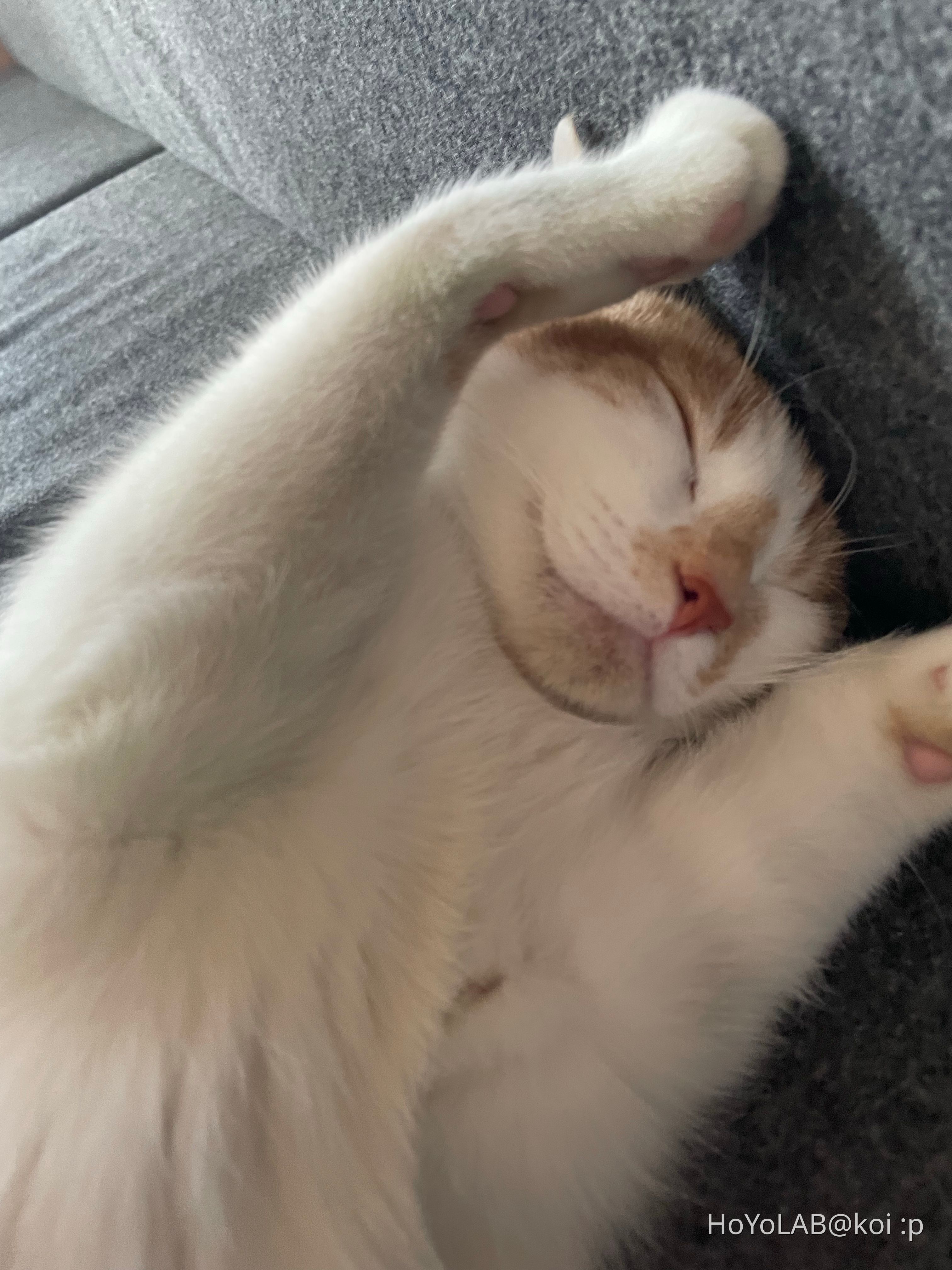 random photos in my camera roll 📸 (p2) | HoYoLAB