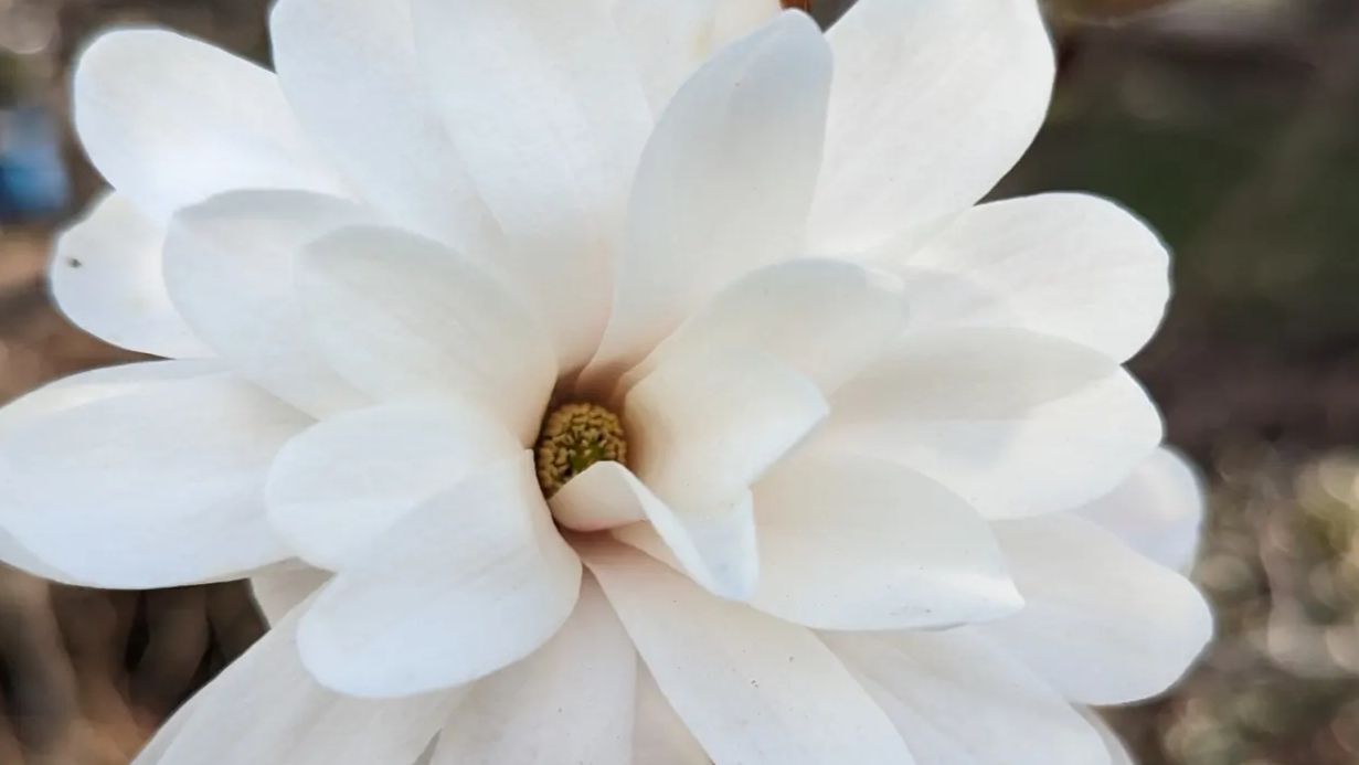 Candace Build Adventure Genshin Impact | HoYoLAB