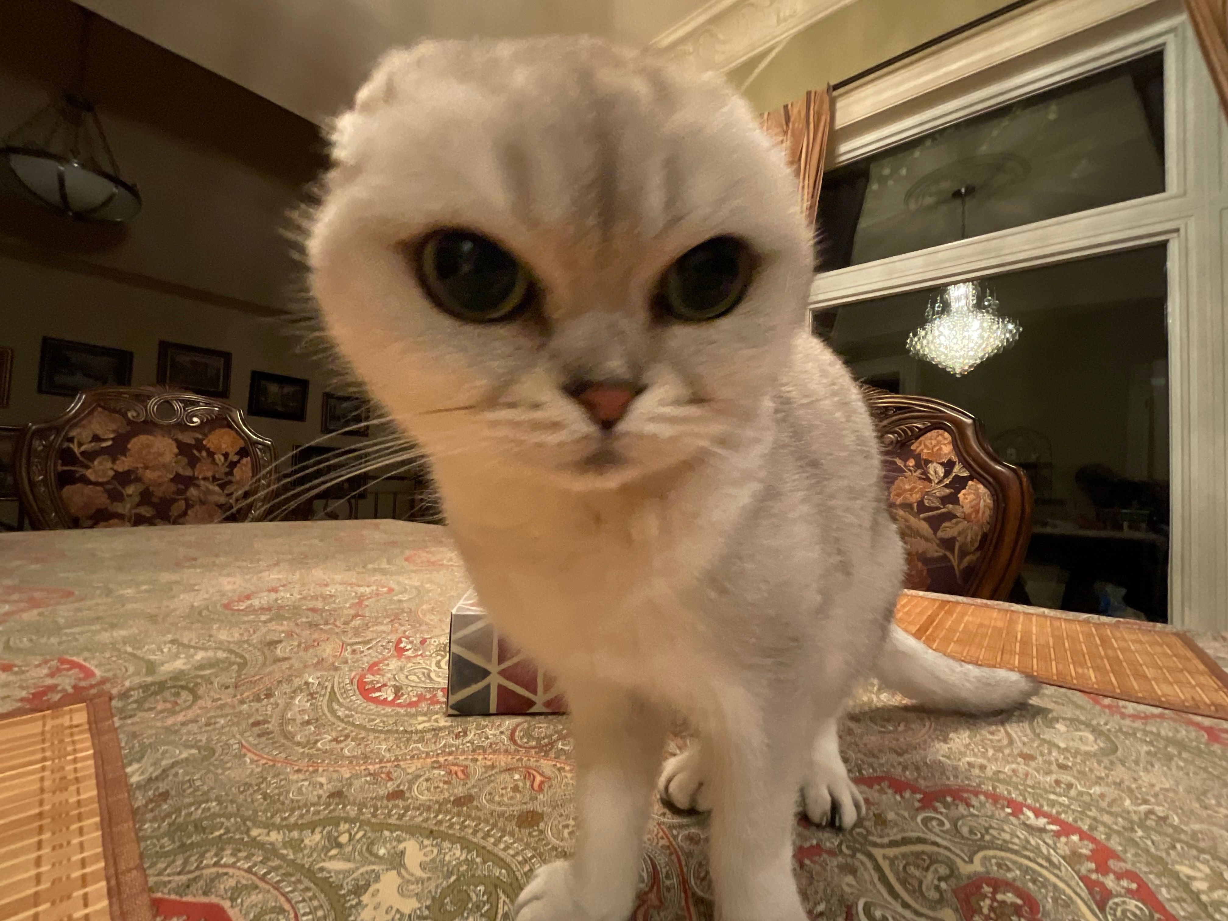 Guys can we make my cat a meme pwease 😻 Honkai: Star Rail | HoYoLAB