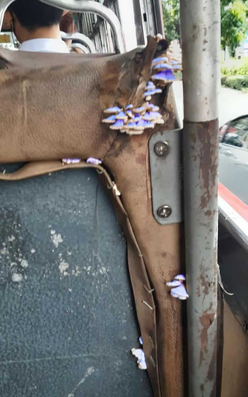 Rukkhashava Mushrooms Spotted Irl Genshin Impact | HoYoLAB