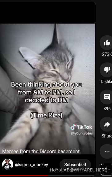 Now cat's are doing rizz, who taught lil' bro, | HoYoLAB