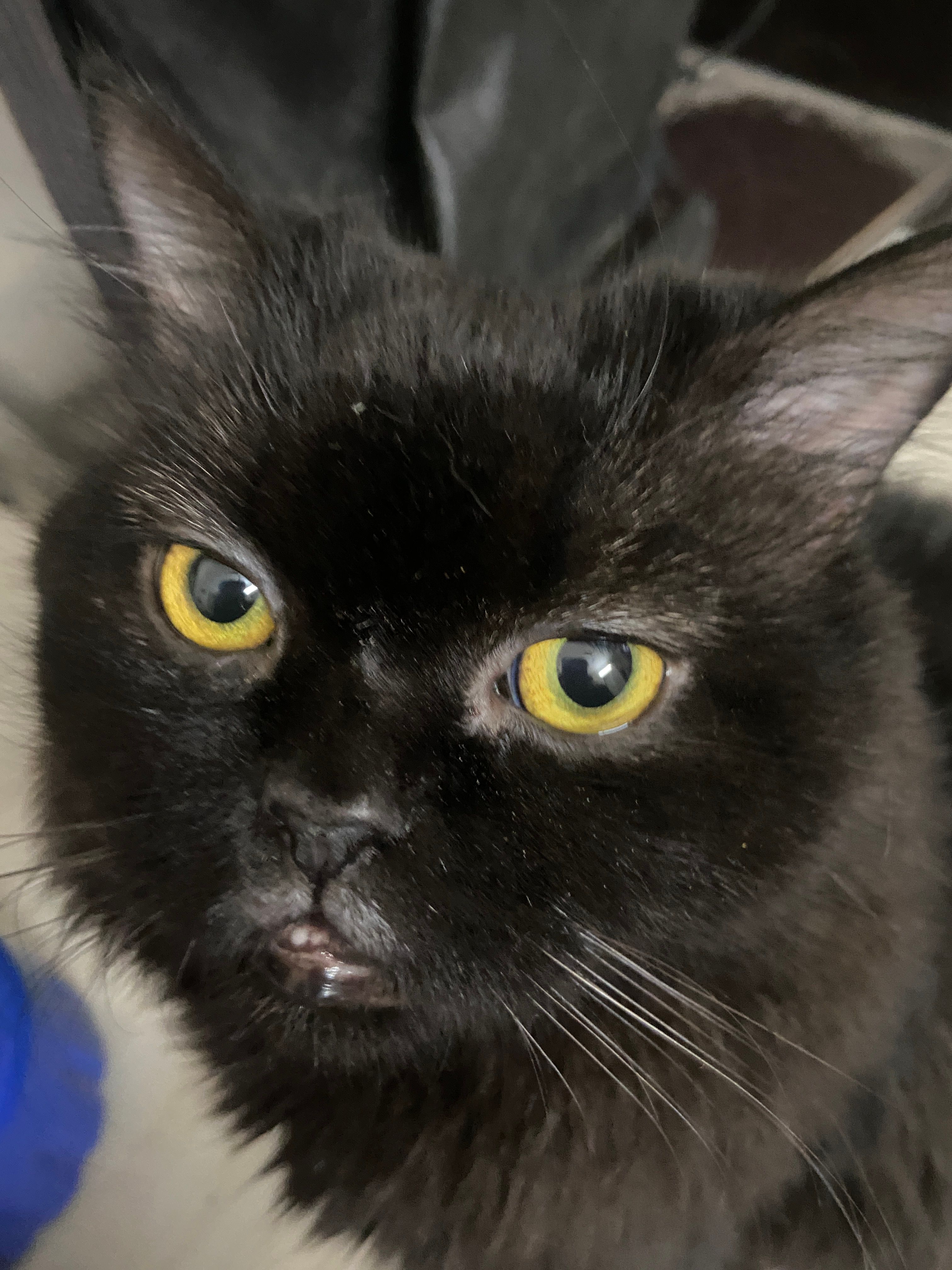 Are u just Gona scroll without say “HELLO”? | HoYoLAB