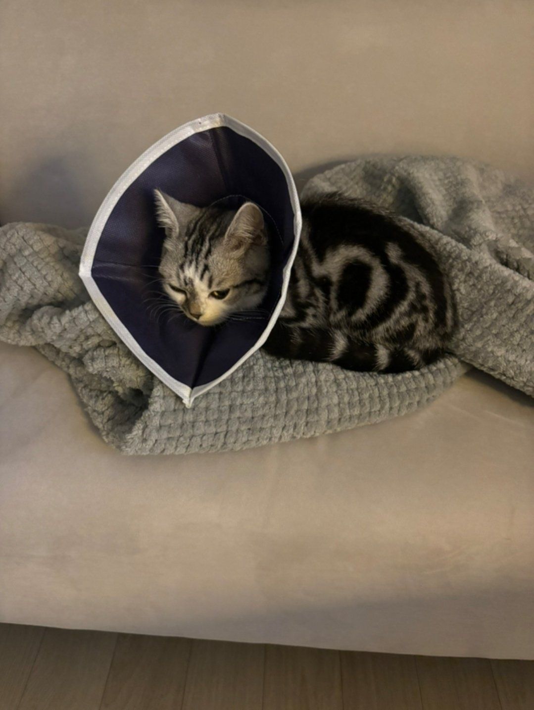 my cat Genshin Impact | HoYoLAB