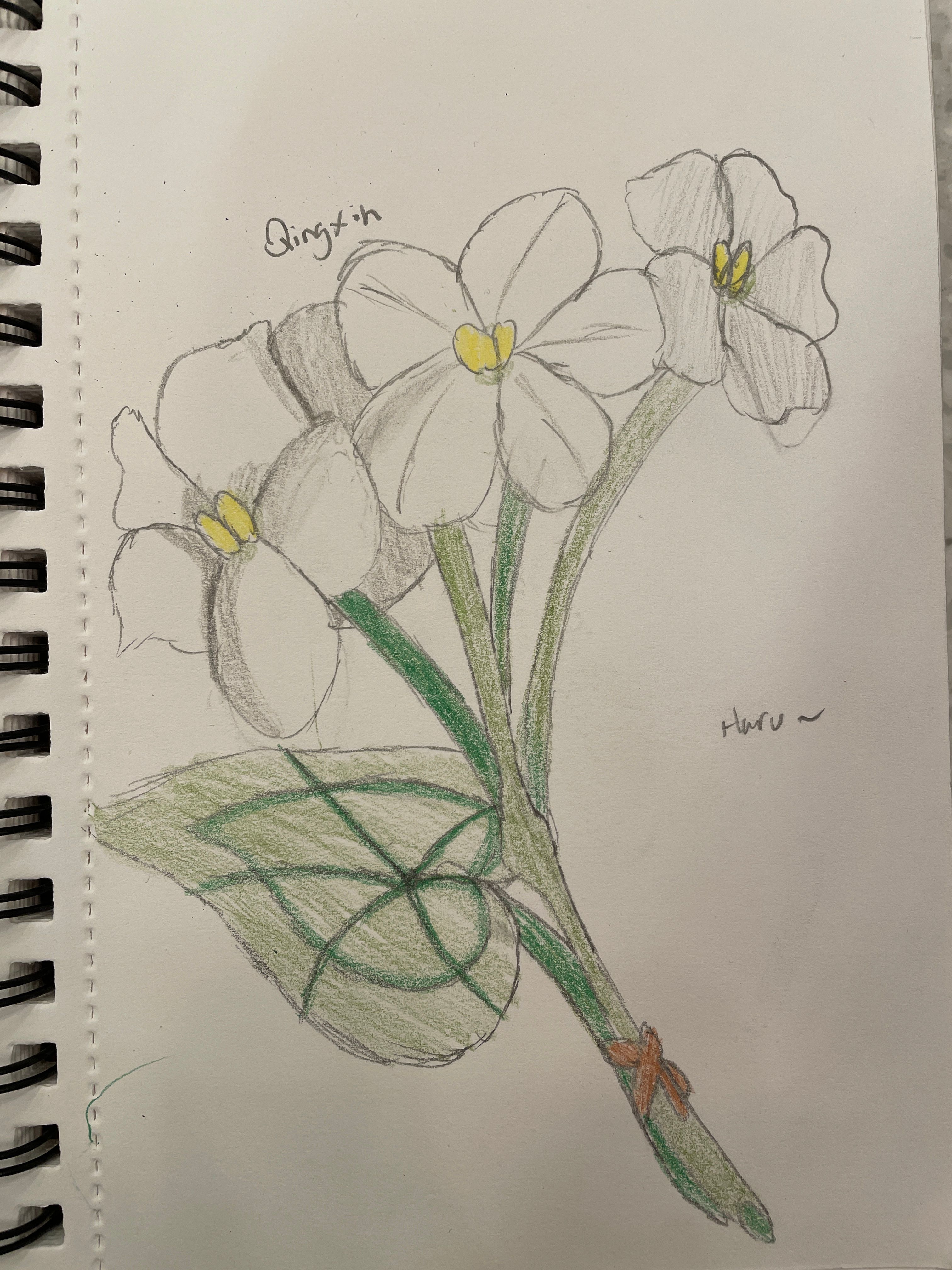 •Qingxin• Genshin Impact | HoYoLAB