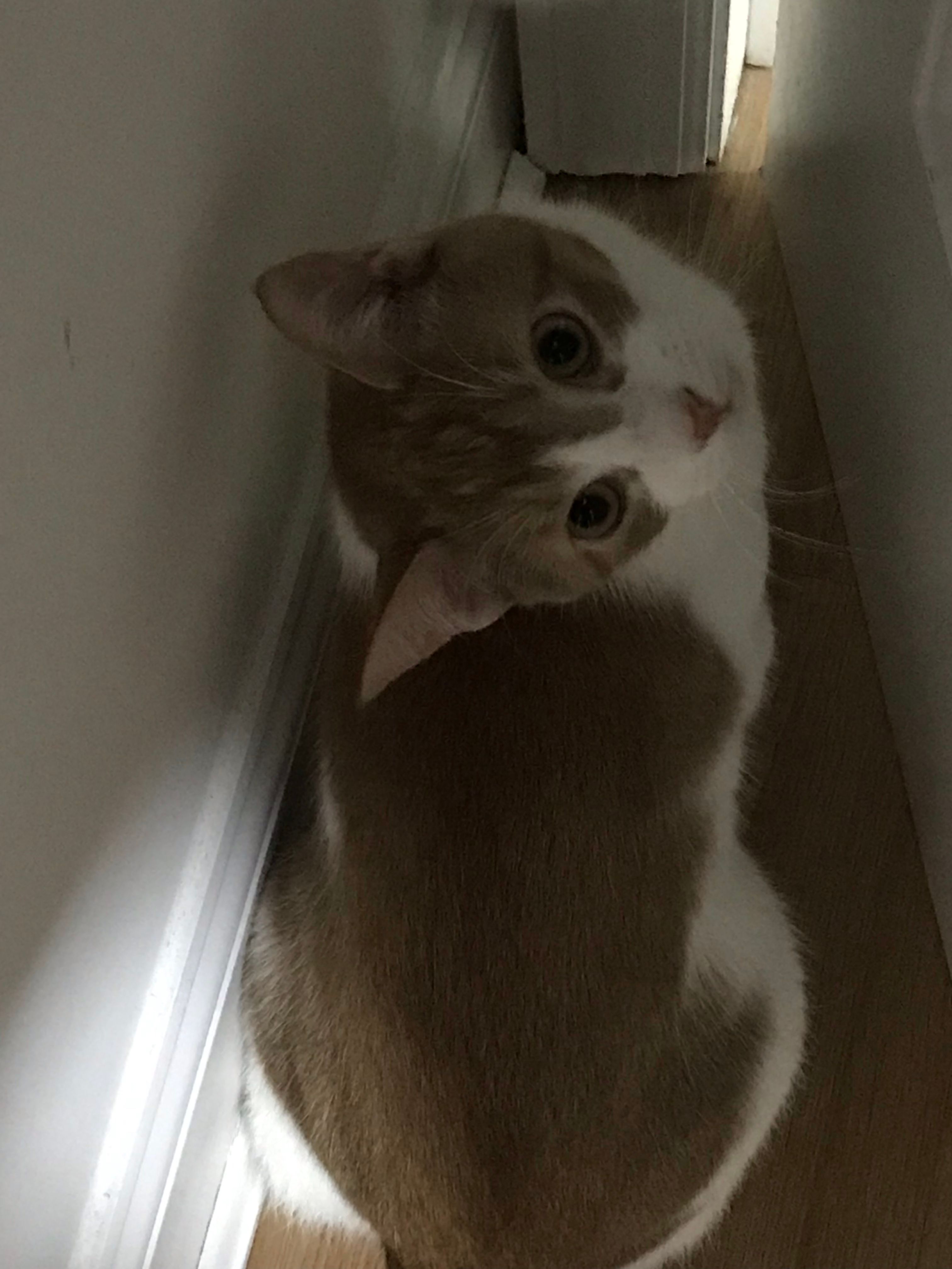 Daily cat pic 9 | HoYoLAB