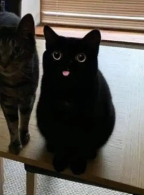 cat derp