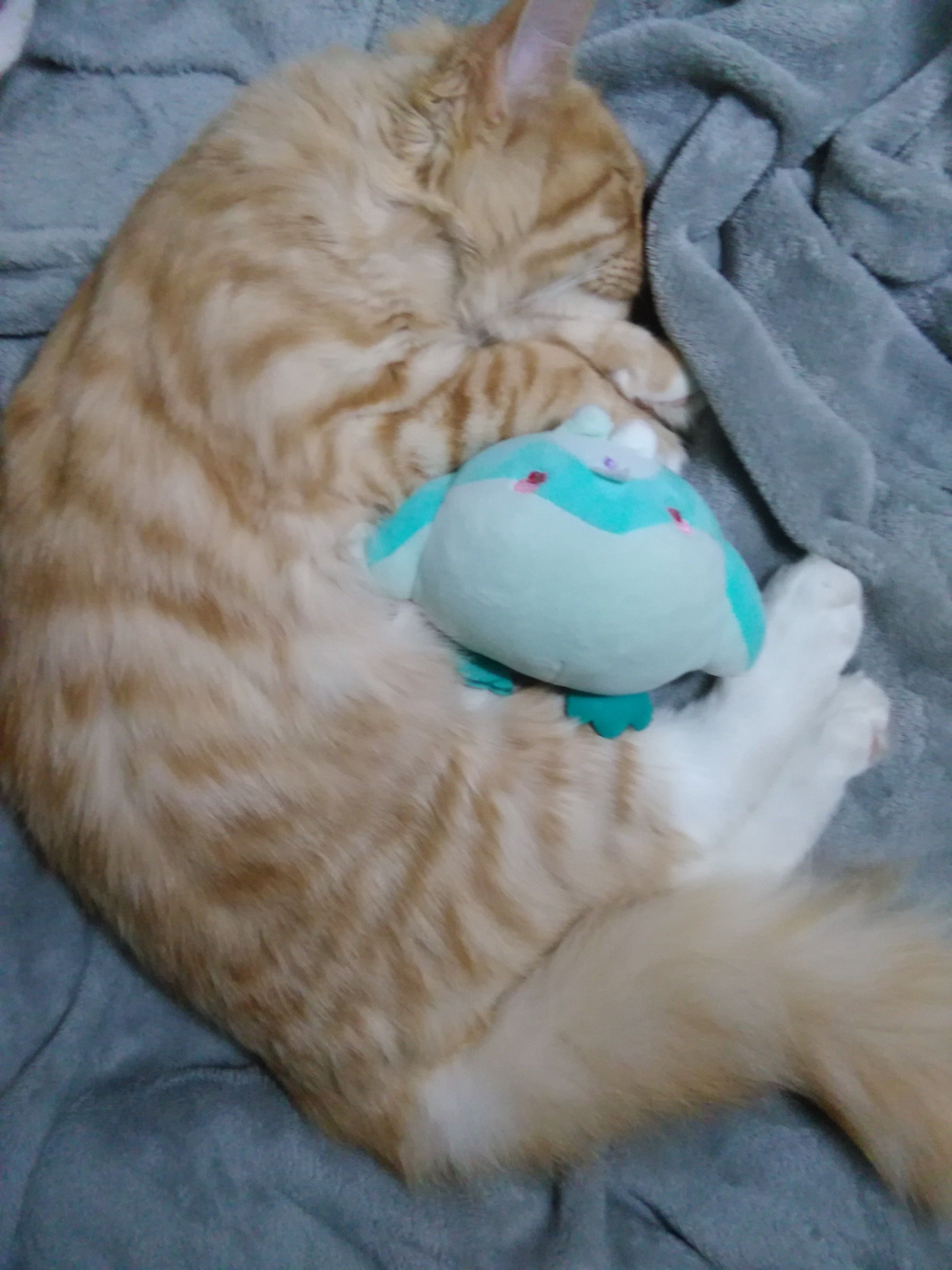 my cat and xiao ^-^ Genshin Impact | HoYoLAB