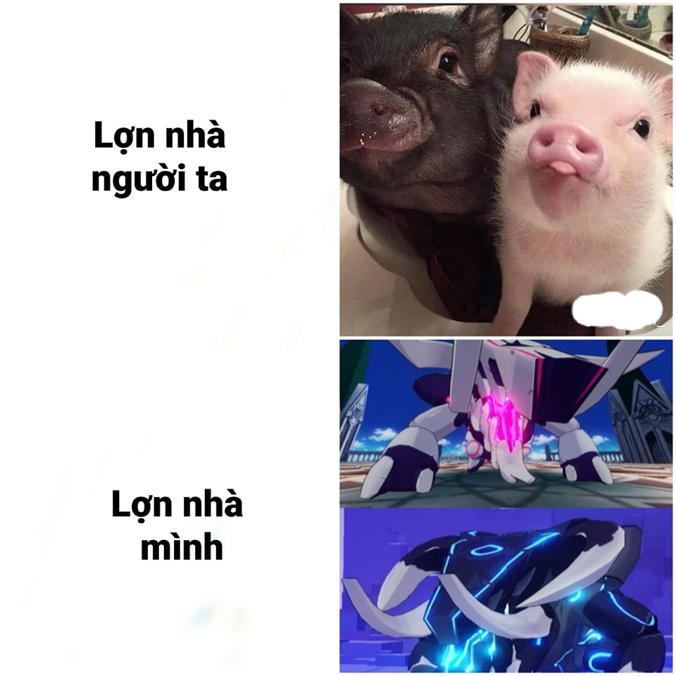 Pig or pigggg ??? Honkai Impact 3rd | HoYoLAB