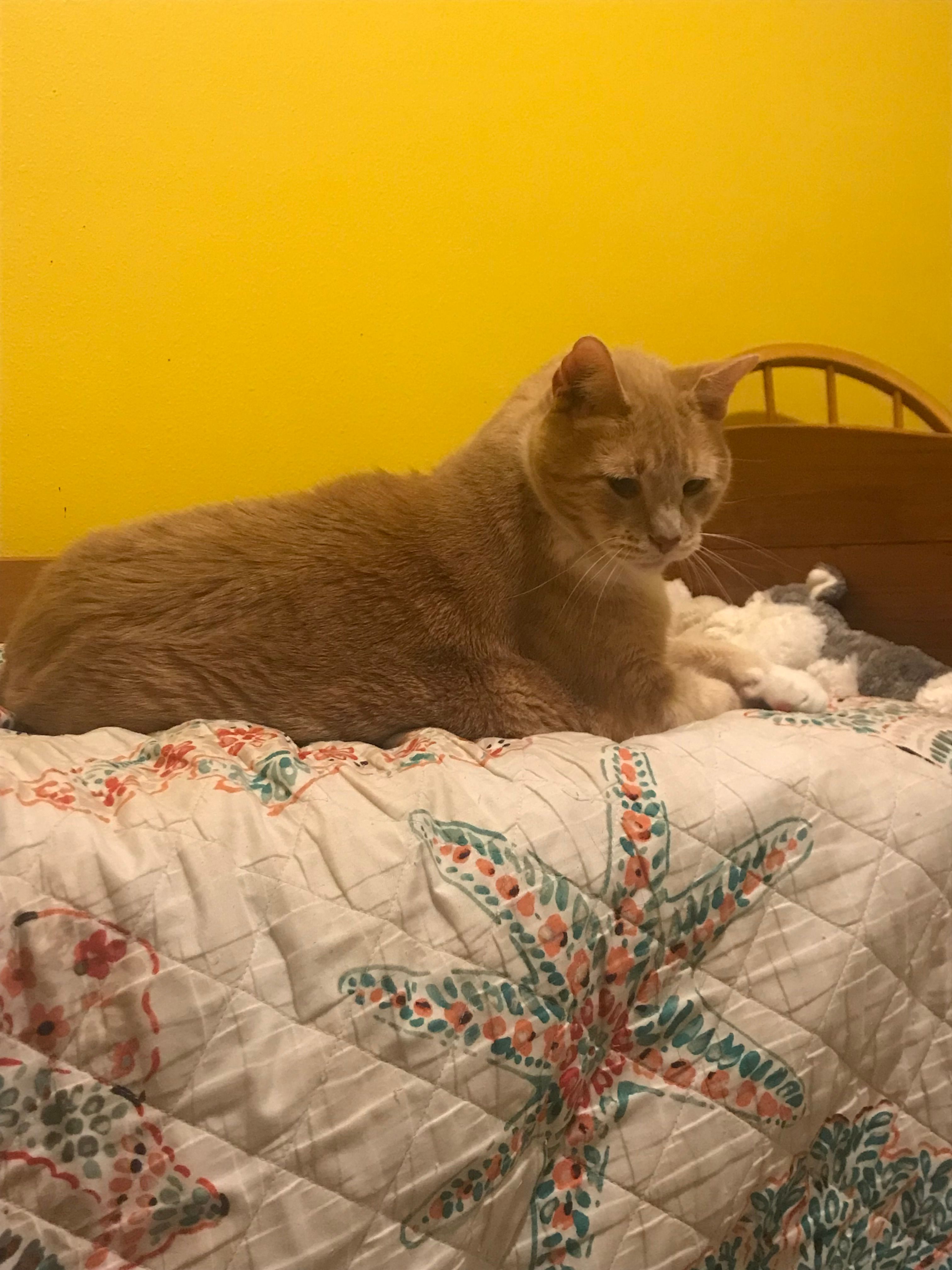 Handsome cat Winston 🥰🤫 | HoYoLAB