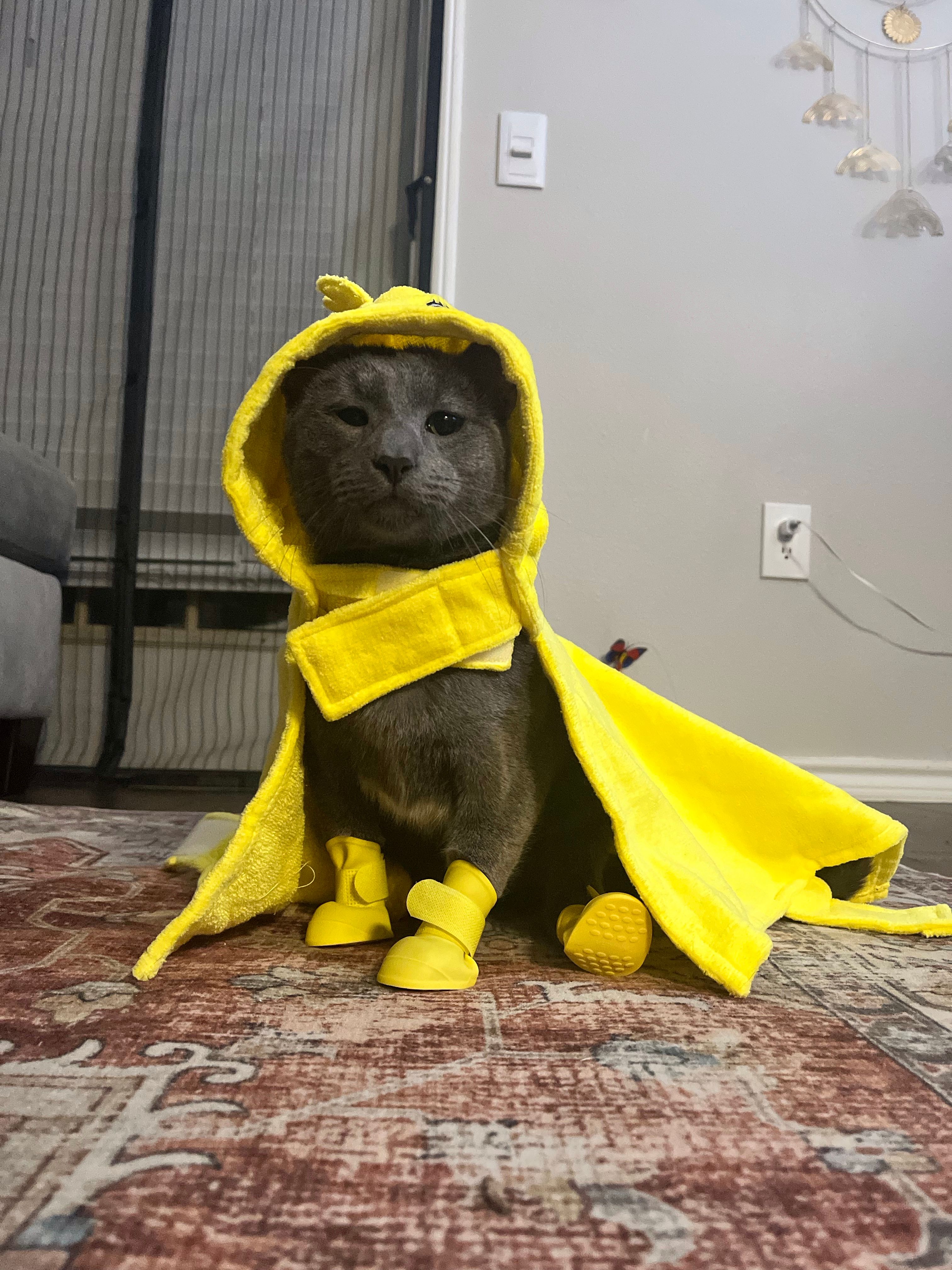 Cosplaying my cat as Coraline! Honkai: Star Rail | HoYoLAB