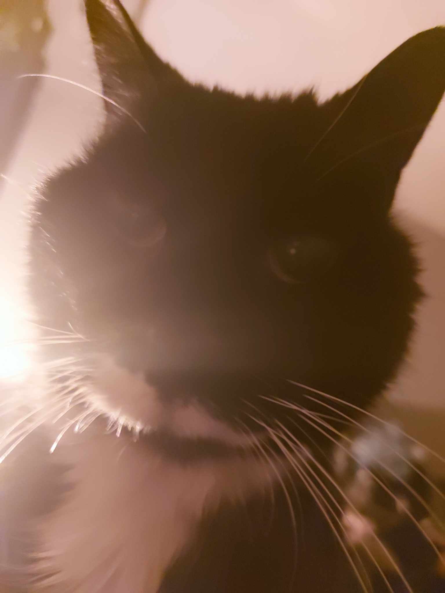 meow meow meow bi- | HoYoLAB