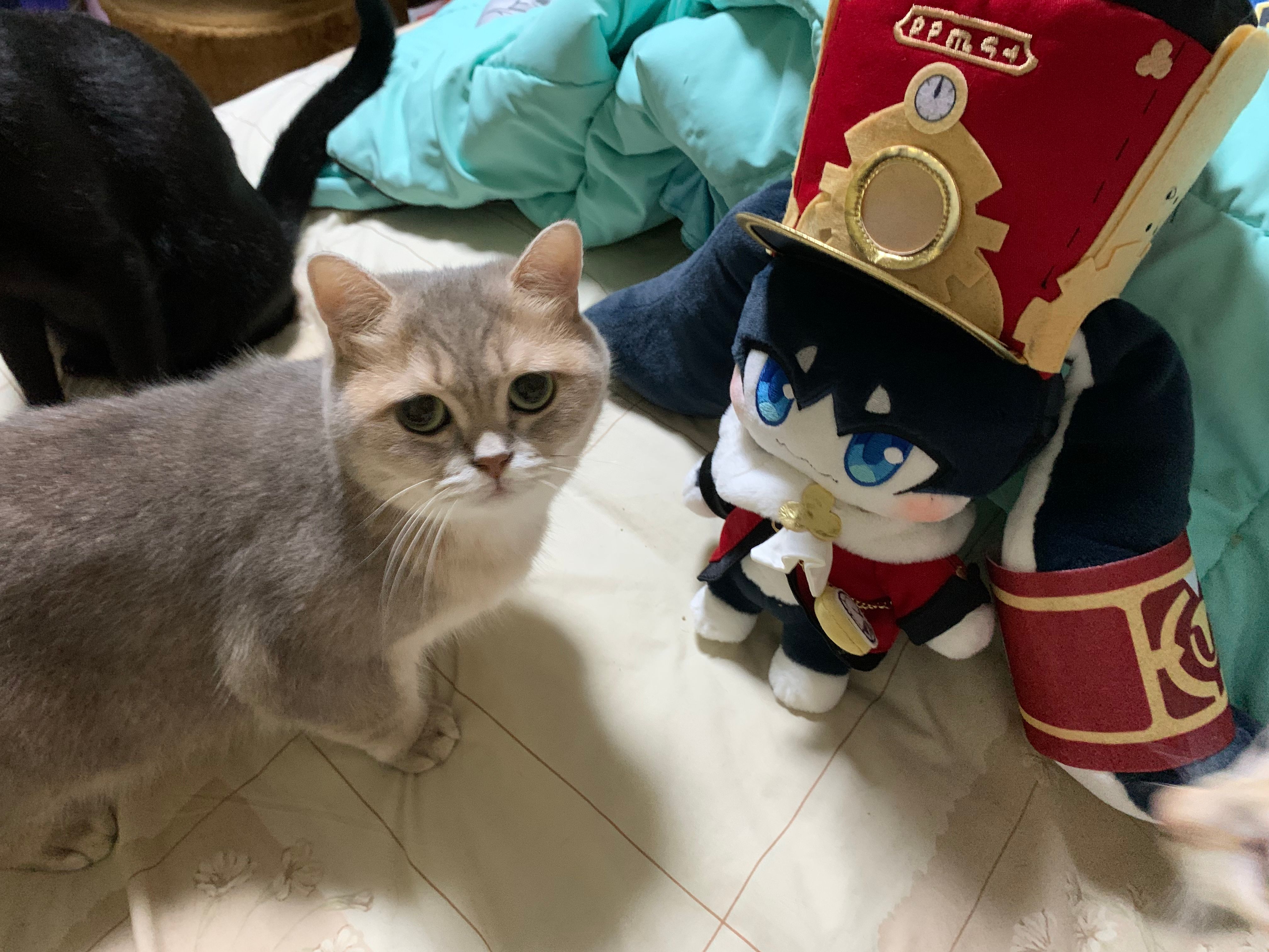 Pompom doll & costume with my cats Honkai: Star Rail | HoYoLAB