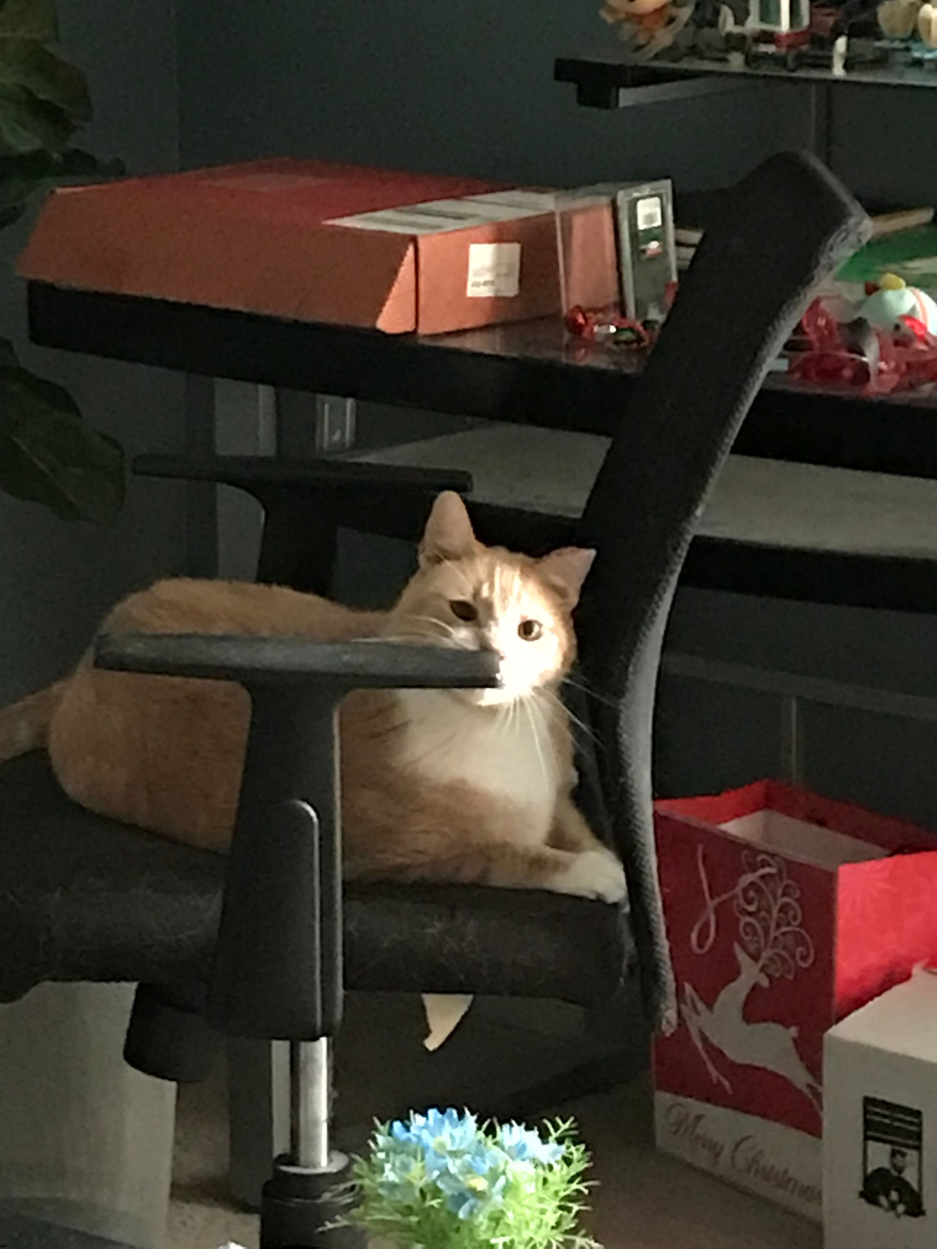 Winston being cute as usual 🥰😂 | HoYoLAB