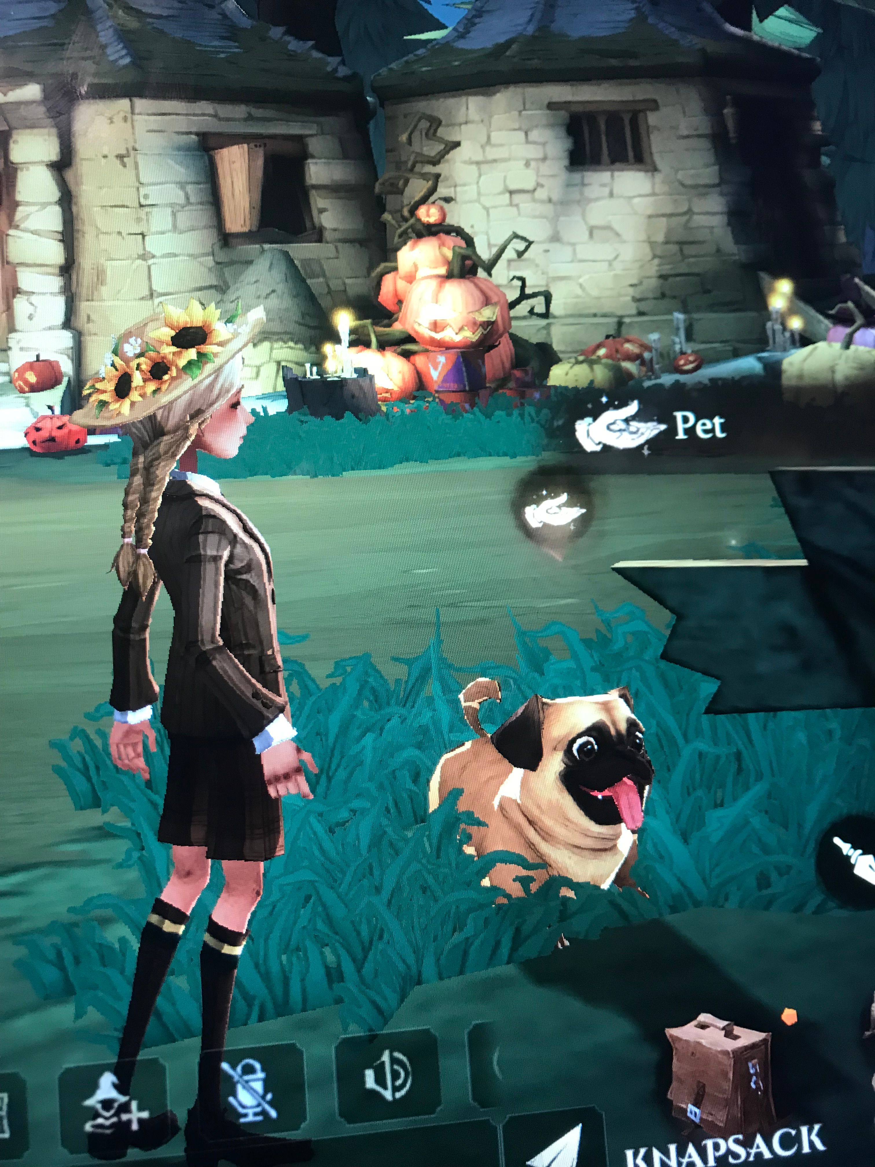 I came across the pug | HoYoLAB