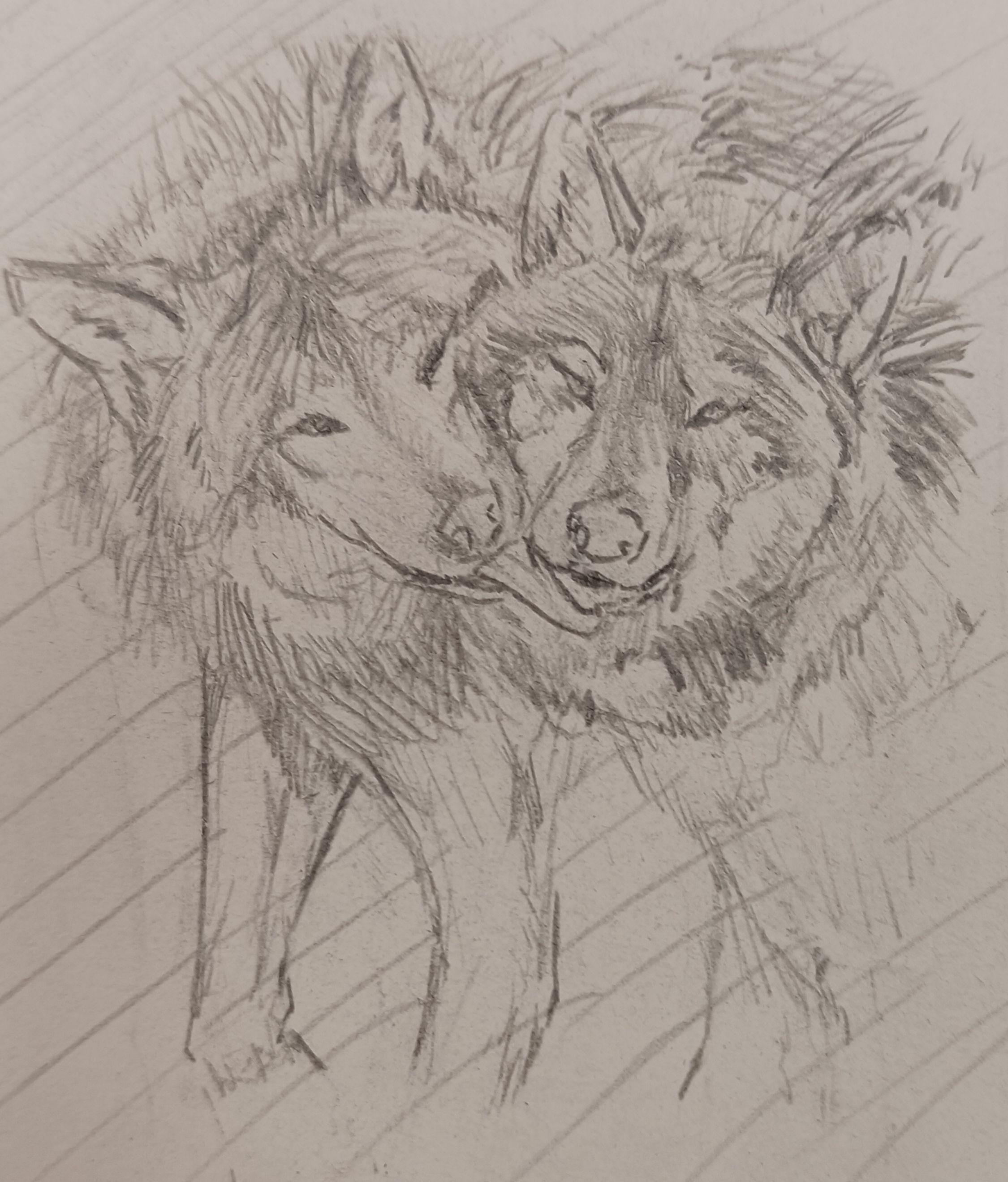 Quick wolf sketch for my friend's birthday! | HoYoLAB