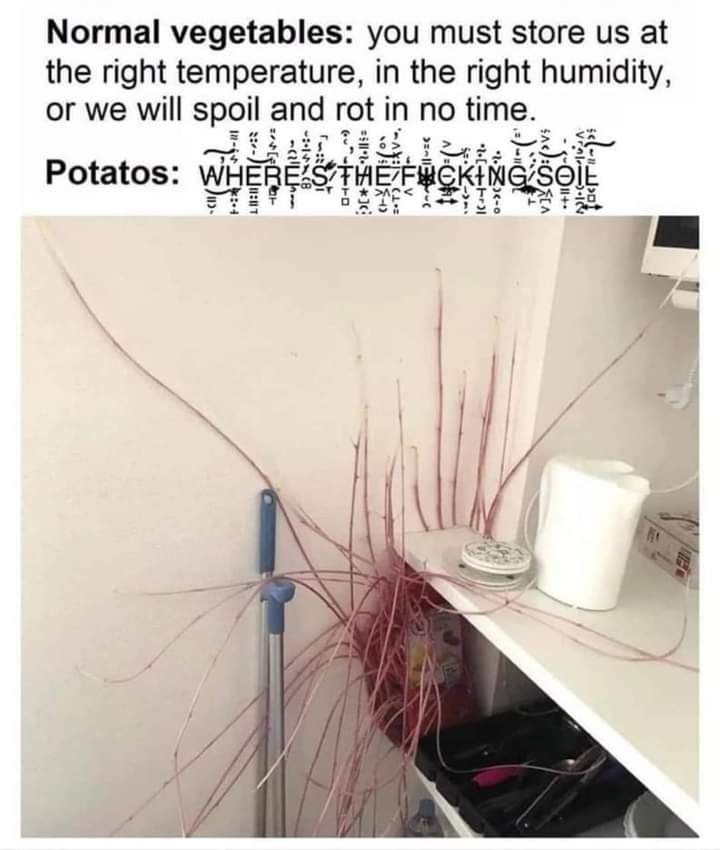 This is perfectly normal potatoes | HoYoLAB