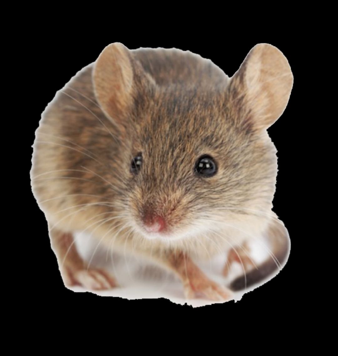 poorly cropped mouse | HoYoLAB