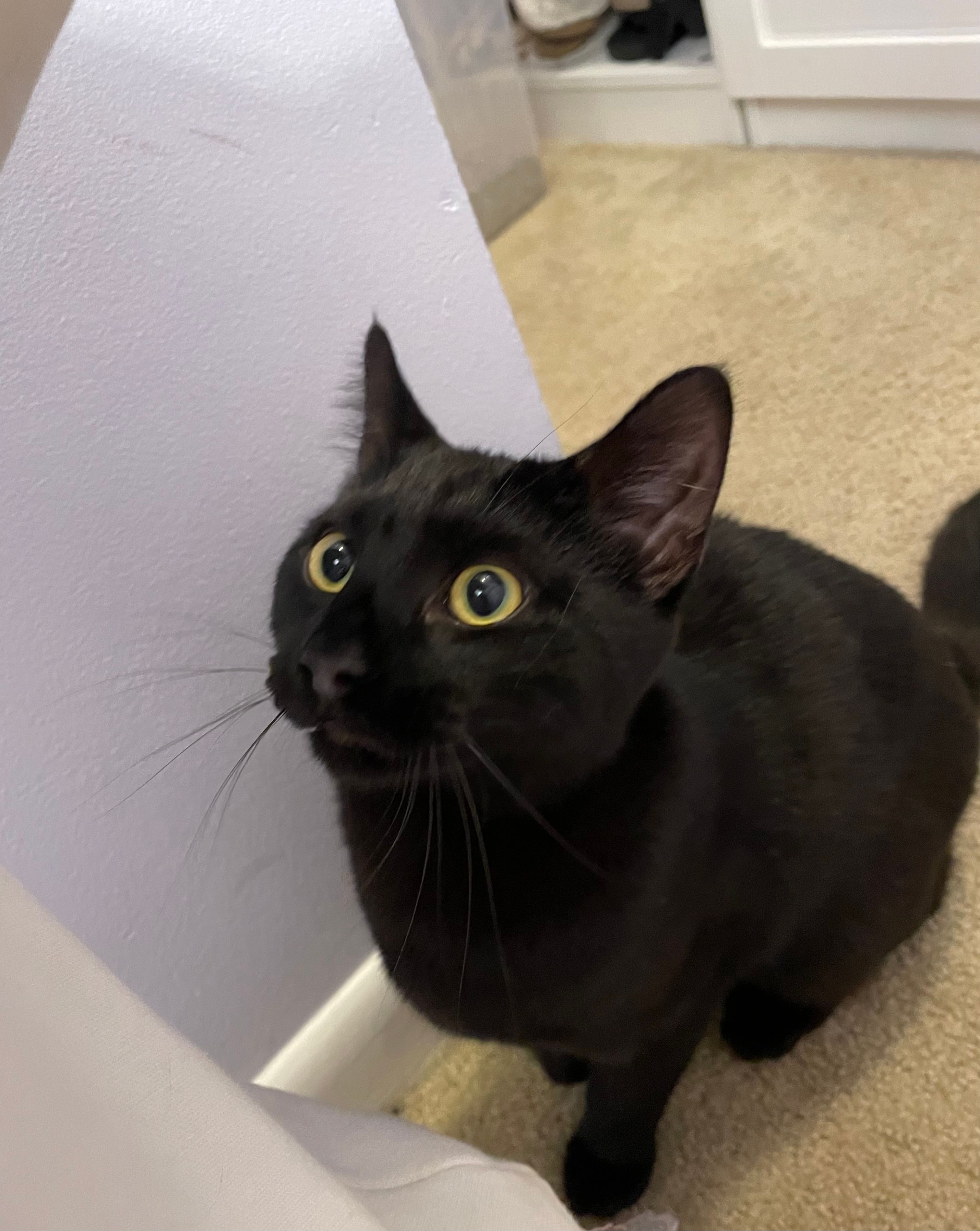 Venti the Cat Genshin Impact | HoYoLAB