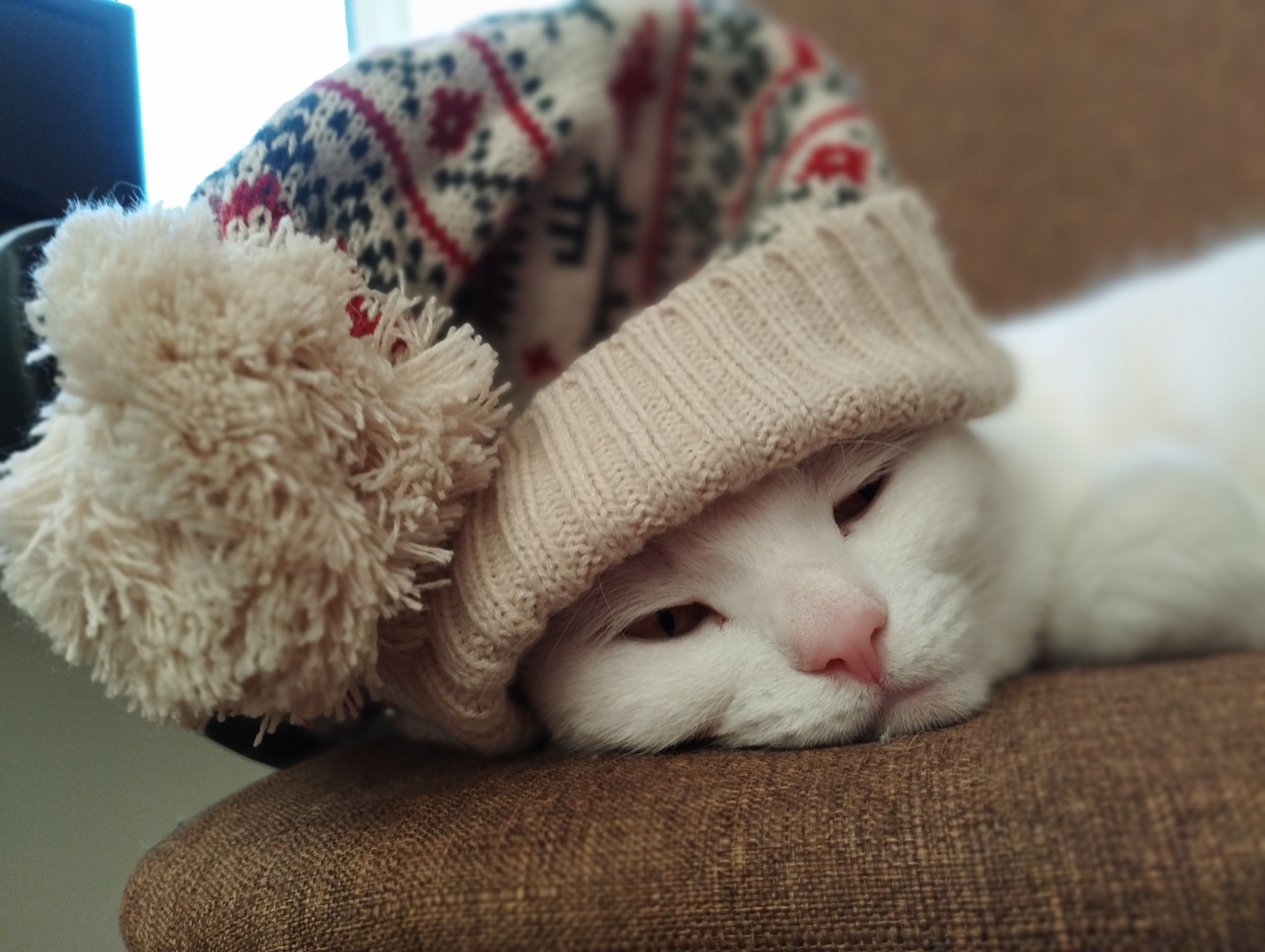 Ох уж эти ваши осени, зимы, только ушки мёрзнуть☔ ️🐱, одевайтесь теплей ...