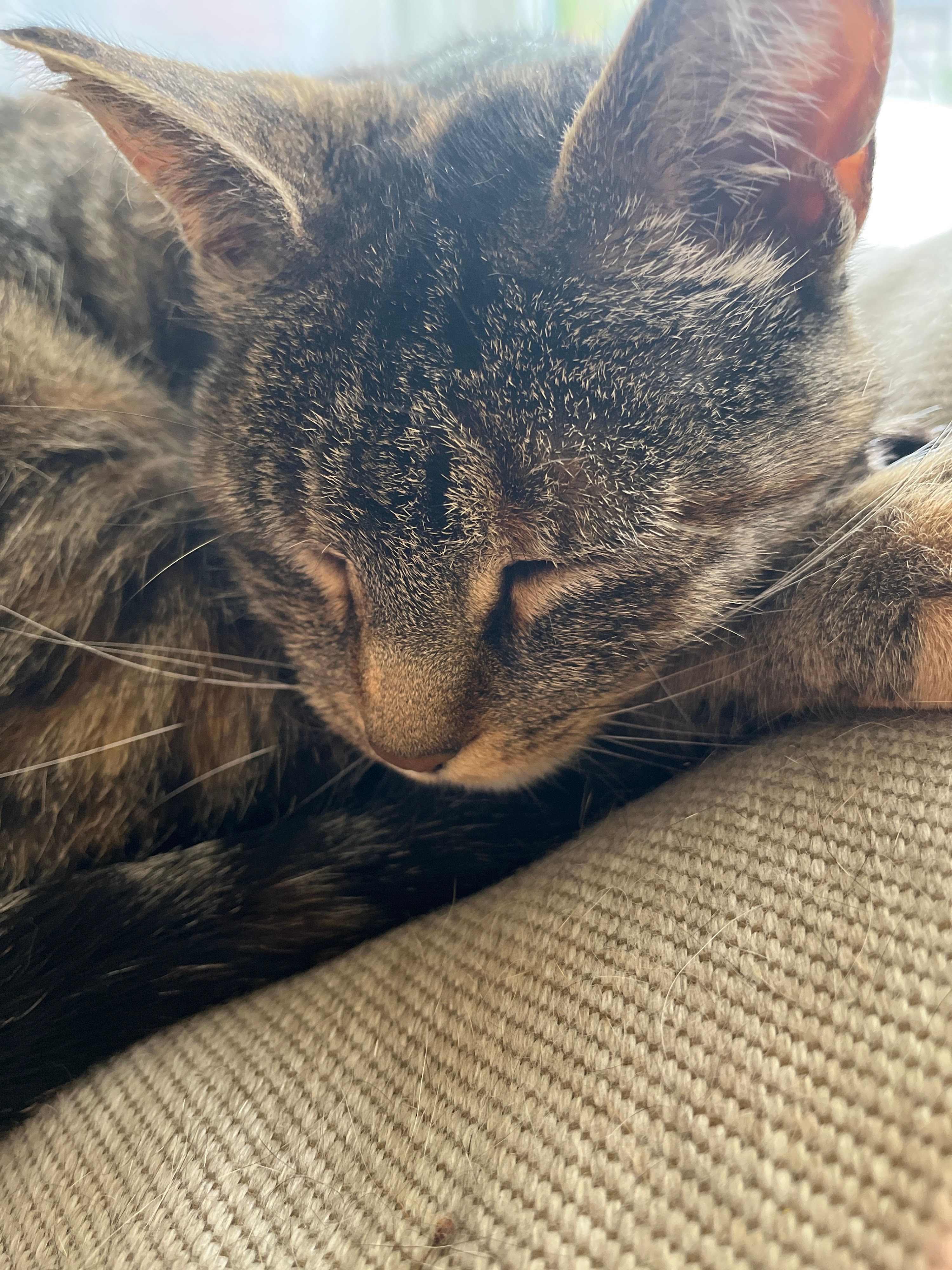 my cat =^•w•^= | HoYoLAB