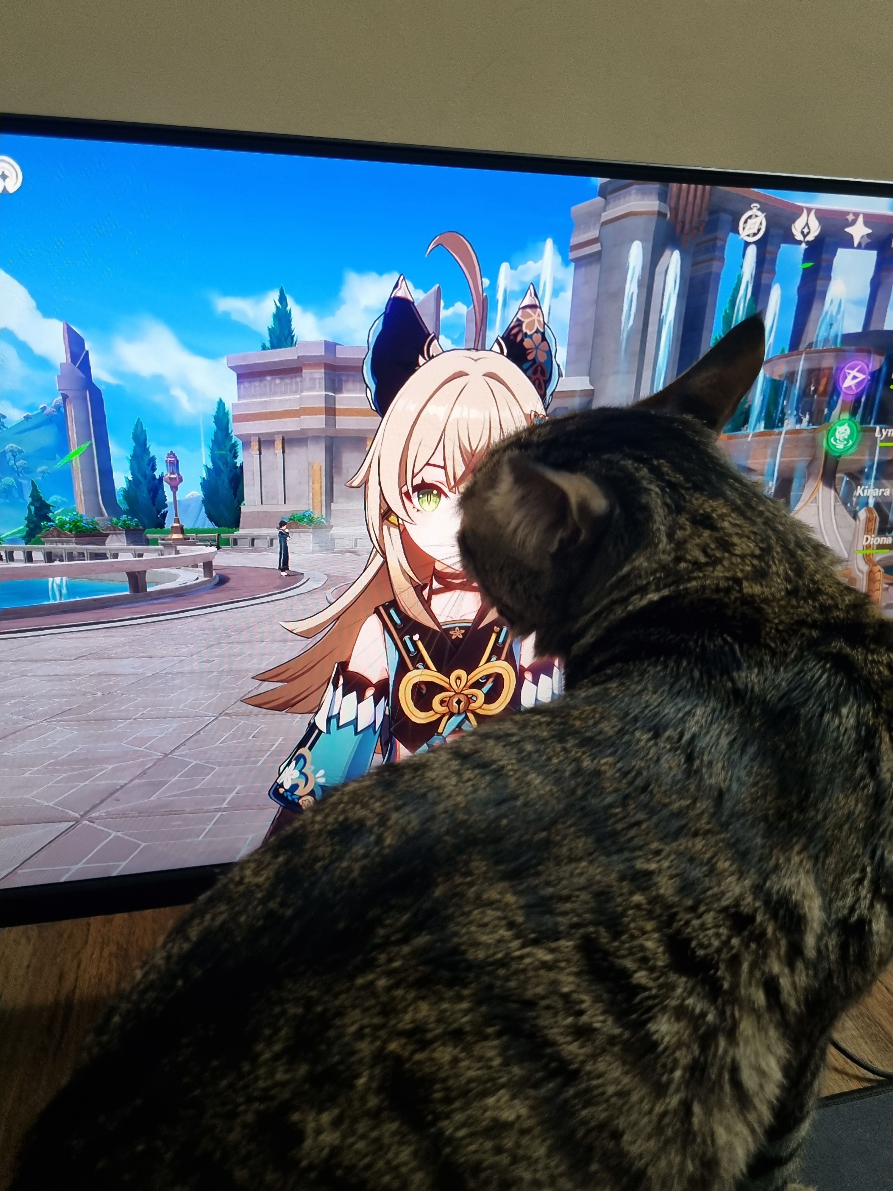 My cat eva and kirara. Genshin Impact | HoYoLAB