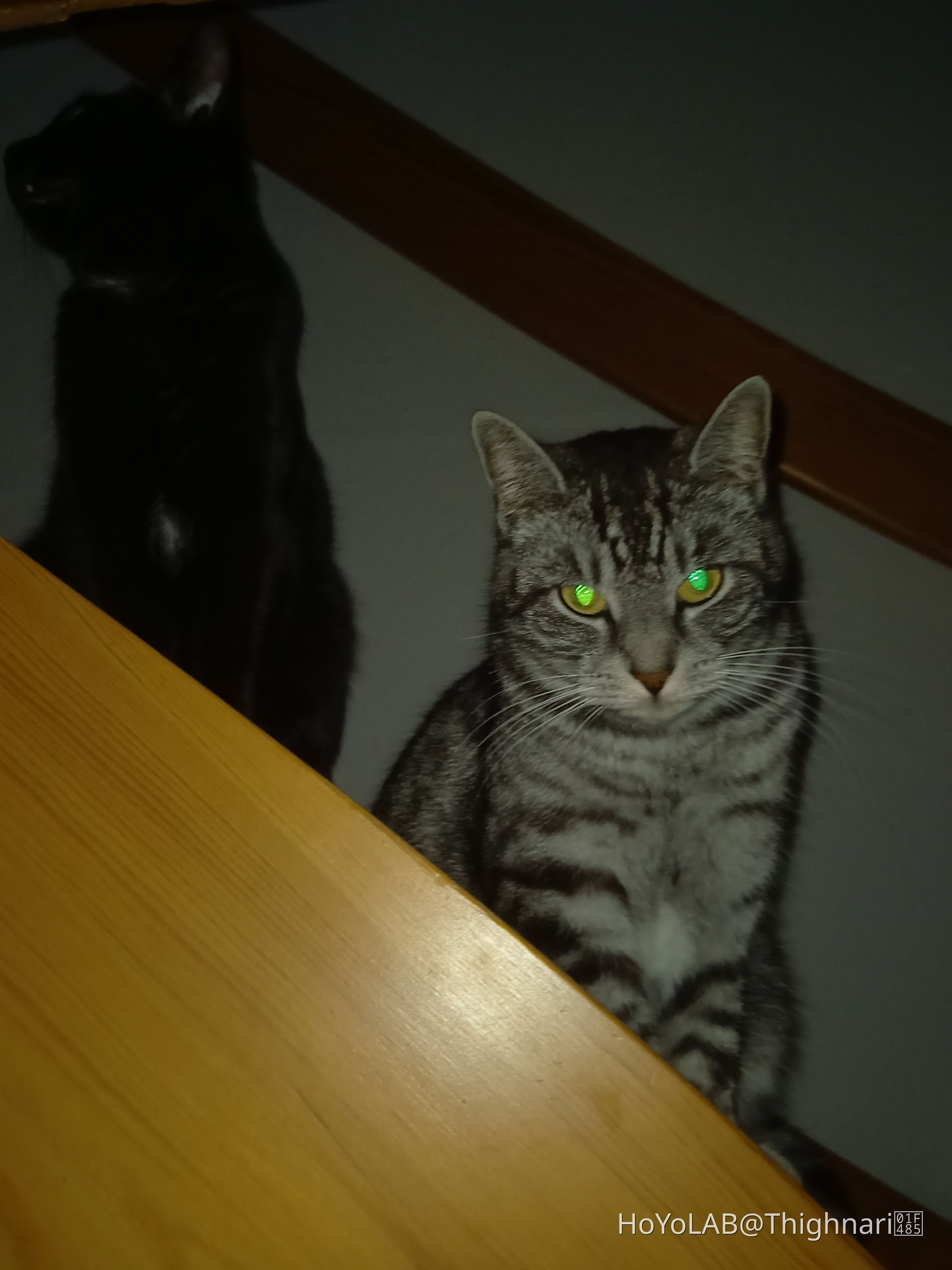 A picture of my cats bc why not. | HoYoLAB