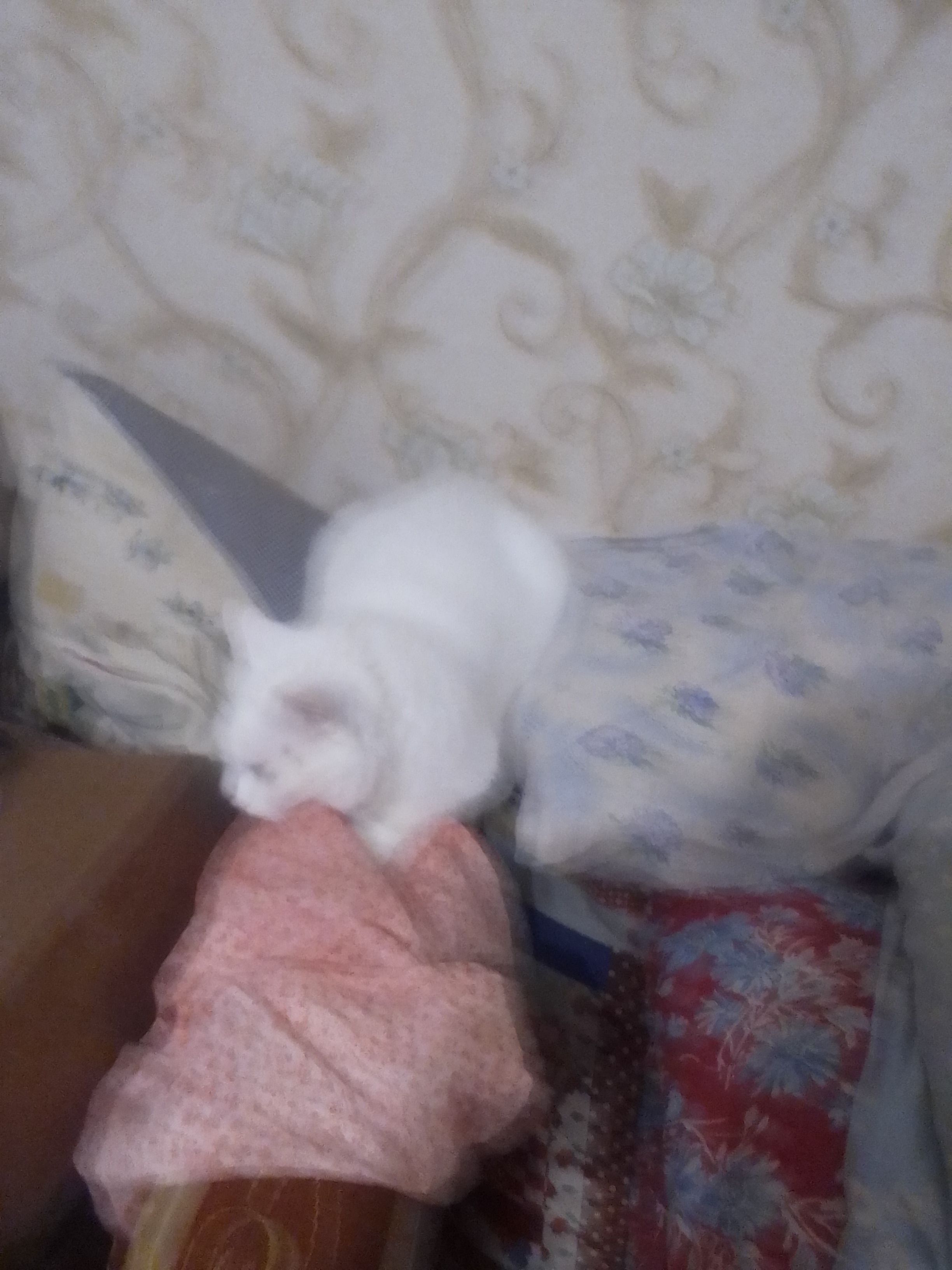 Спит со мною так мила | HoYoLAB