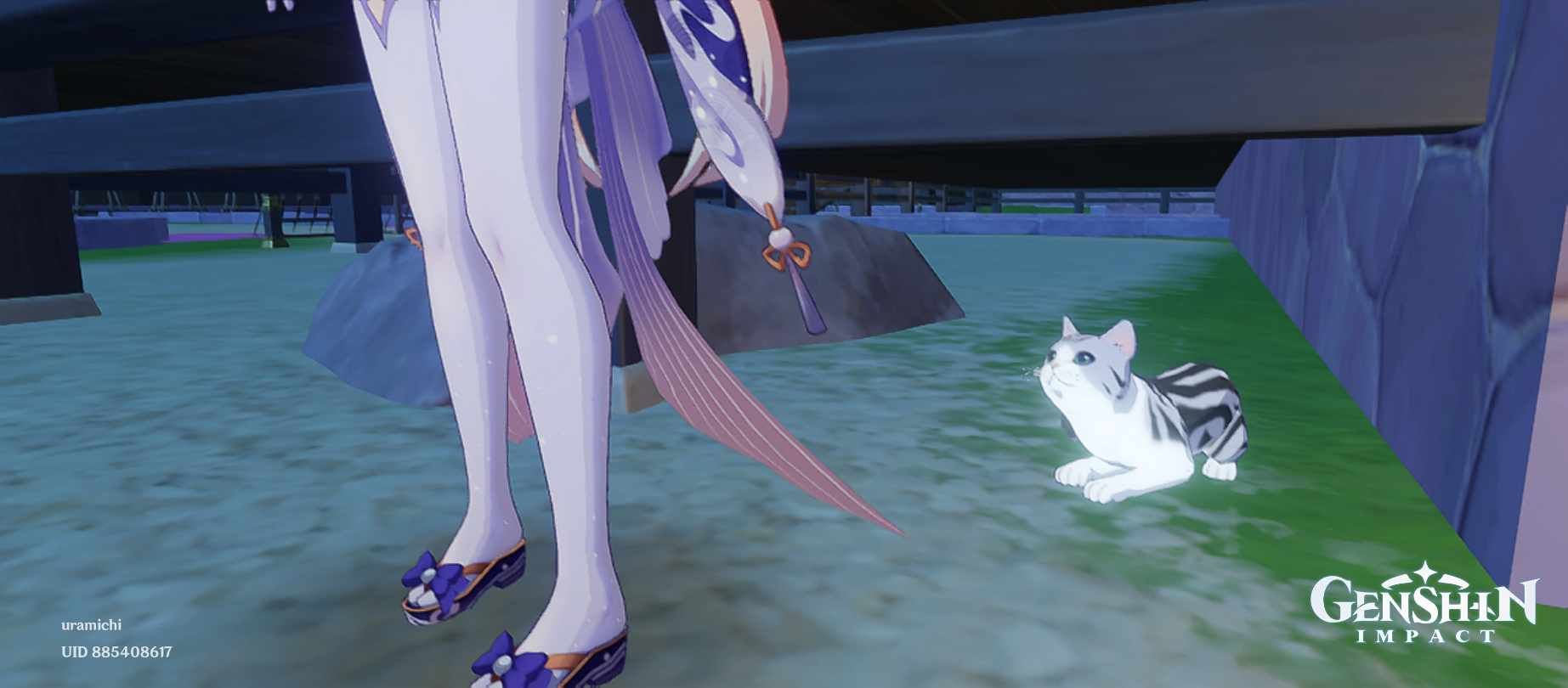 Another random cute Cat on Inazuma looking at Kokofish! Genshin Impact ...