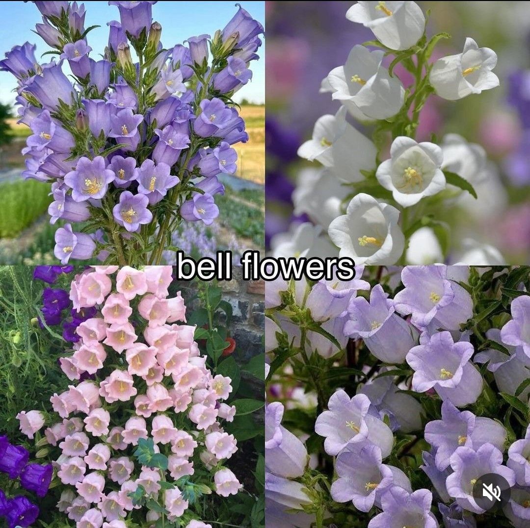 Something new I found out today Genshin Impact | HoYoLAB