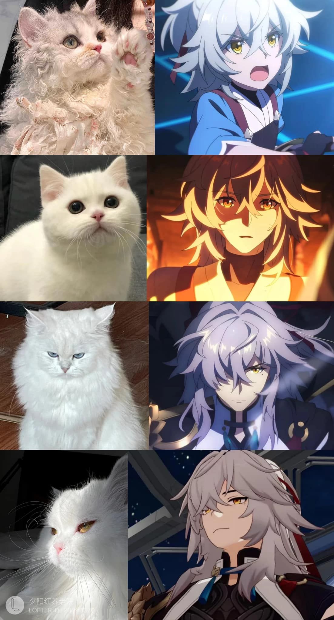 Jing Nyan is a a Cat (proved) Honkai: Star Rail | HoYoLAB